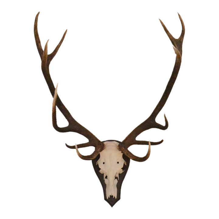 Antique European Elk Mount | Chairish