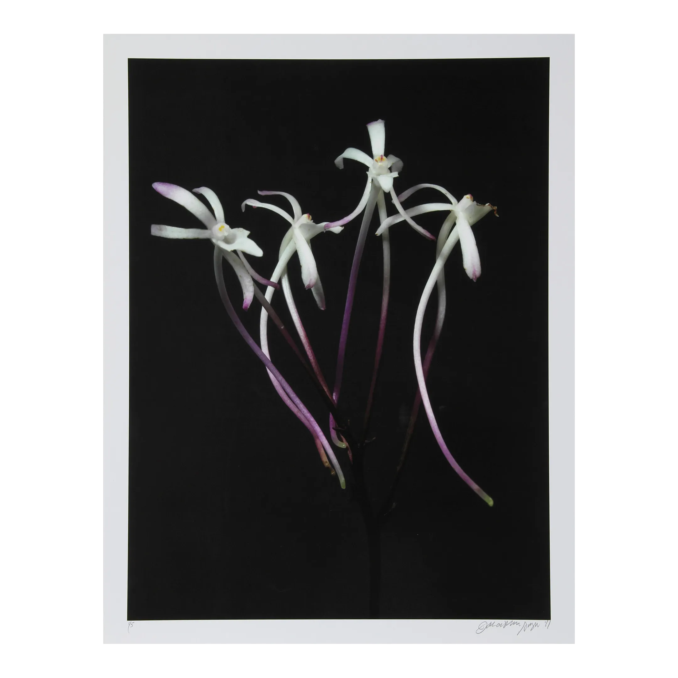 Tall Flowers, Jonathan Singer, Photography | Chairish