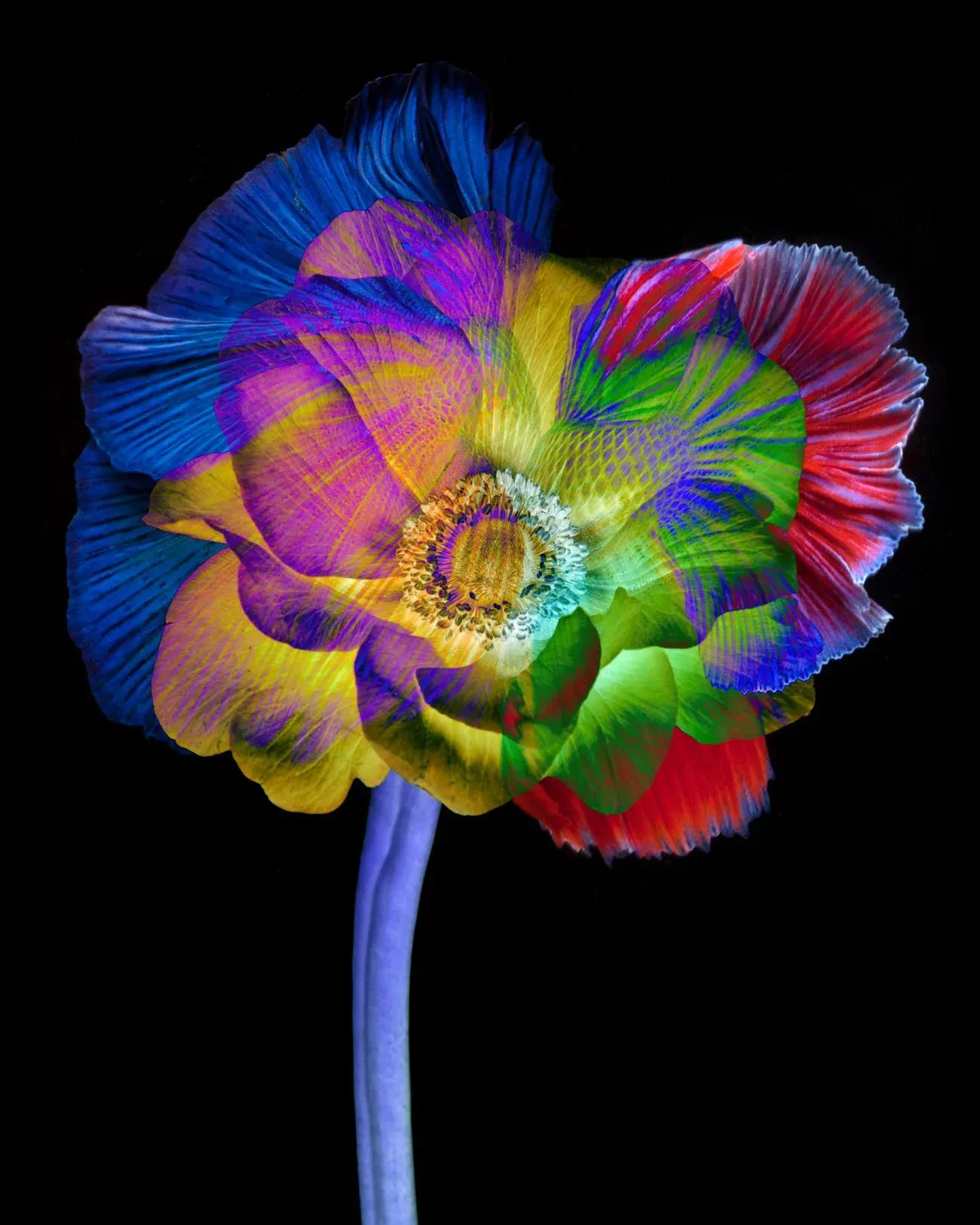 "Kaleidoscope 4" Contemporary Botanical Still Life Color Photograph ...