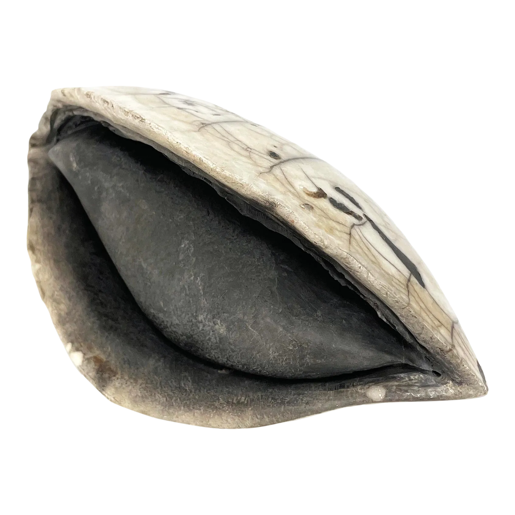 Vintage French Ceramic Clam Sculpture | Chairish