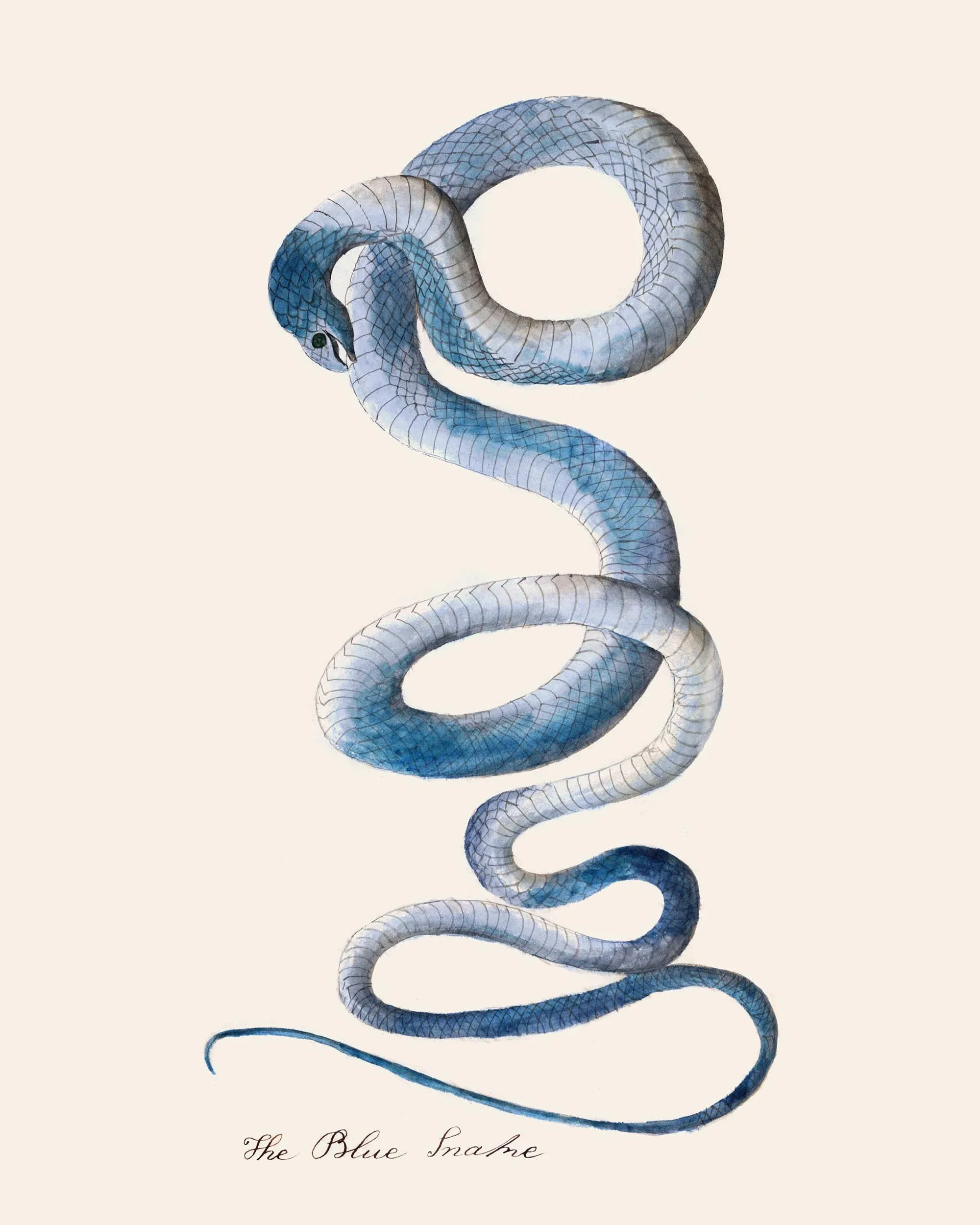 Vintage Snake Print in Blue | Chairish