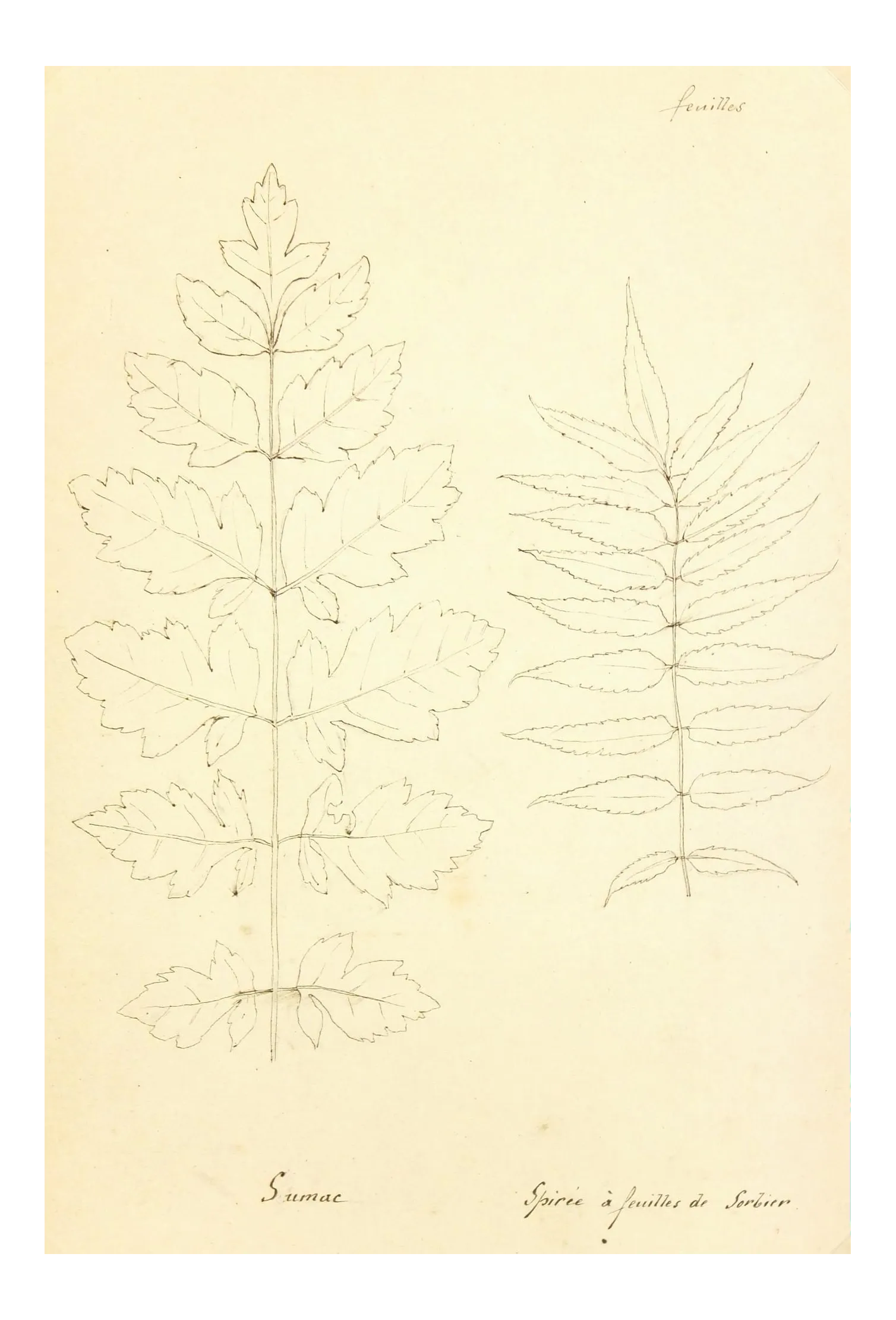 Vintage Sumac & Mountain Ash Ink Drawing | Chairish