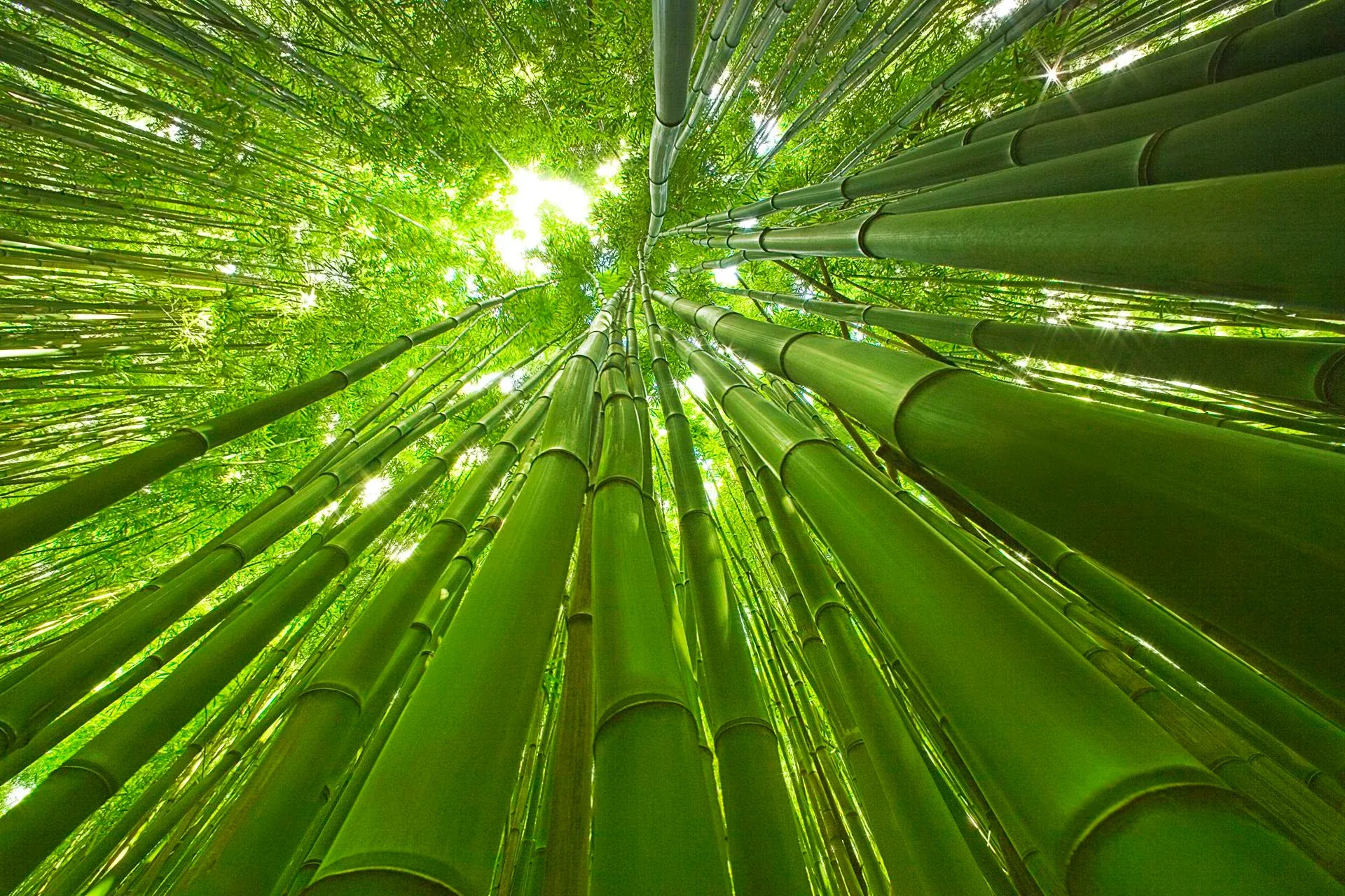 "Bamboo" Contemporary Landscape Photograph by George Diebold | Chairish