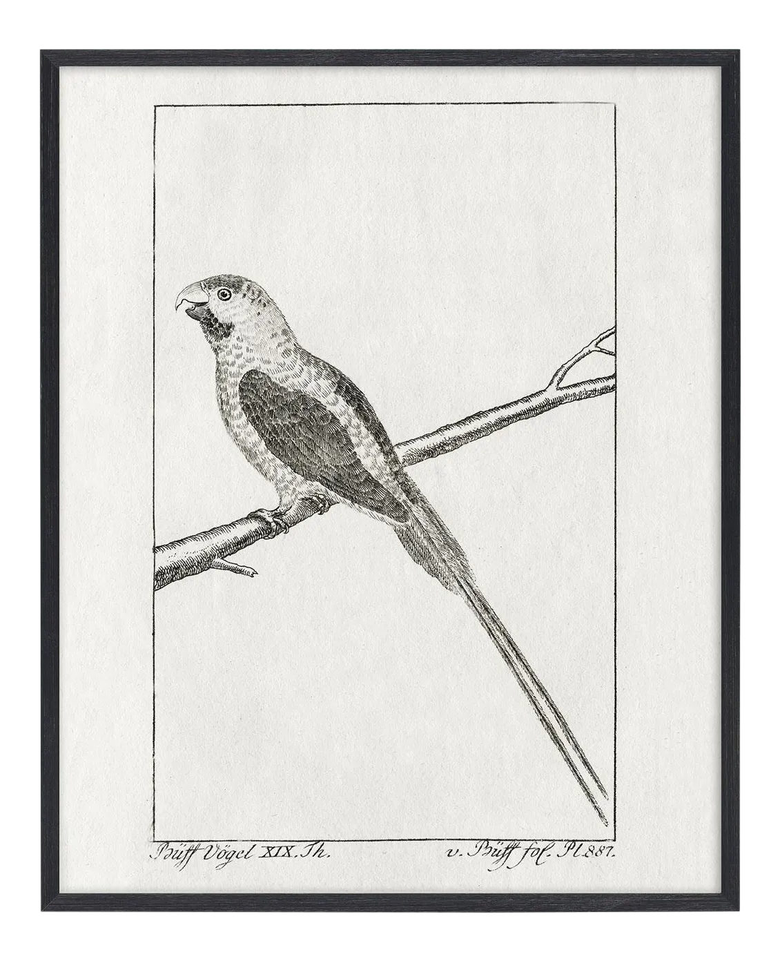 Reproduction Black and White Bird Etching Print | Chairish
