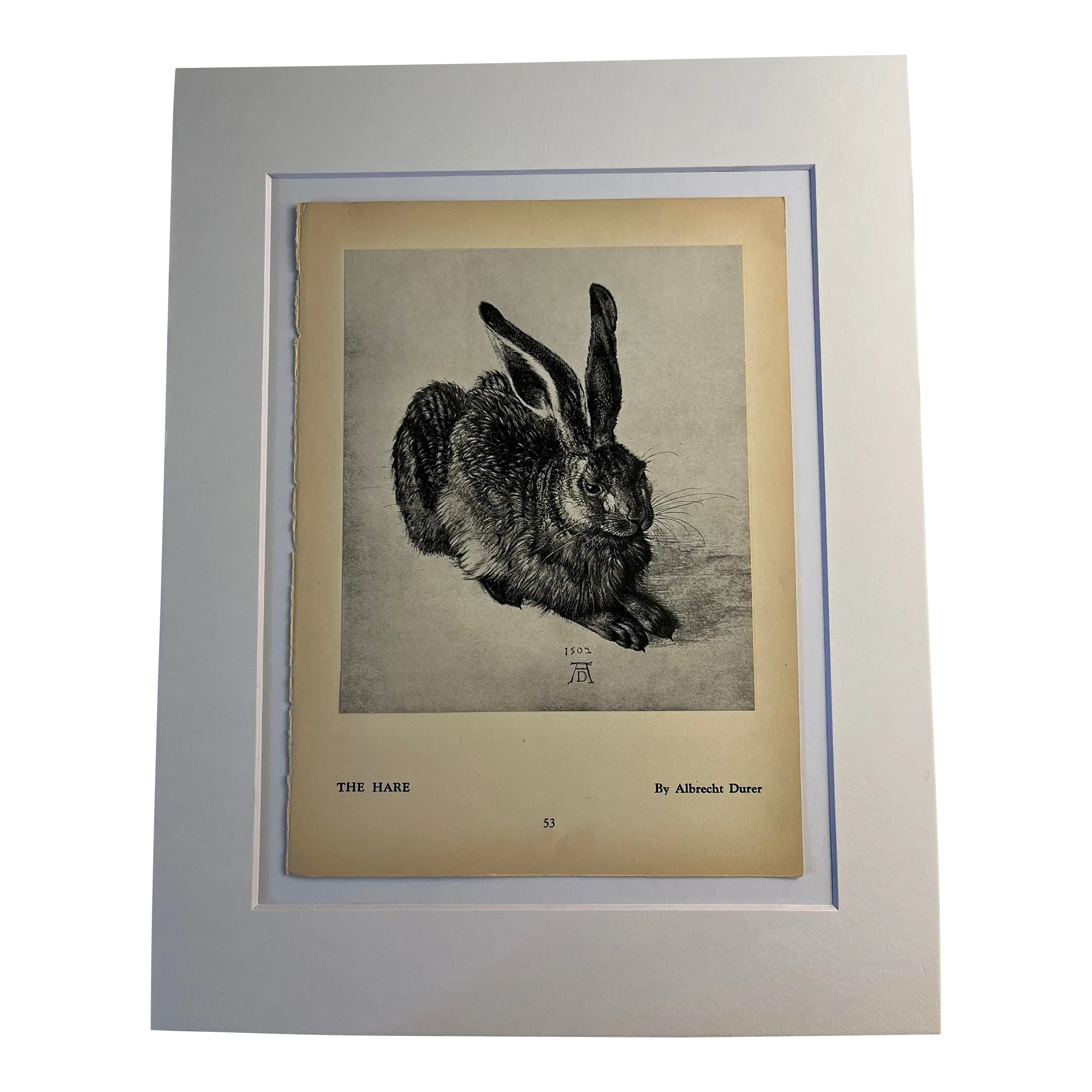 1942 Hare After Albrecht Durer Print | Chairish