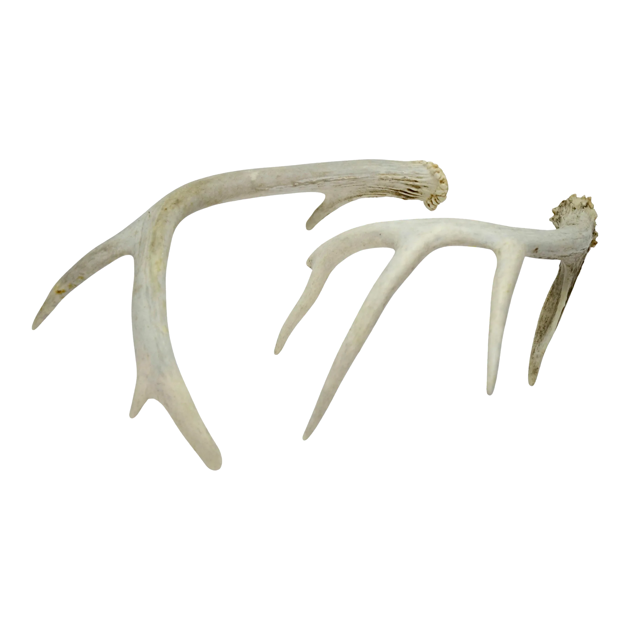 Natural Antlers – a Pair | Chairish