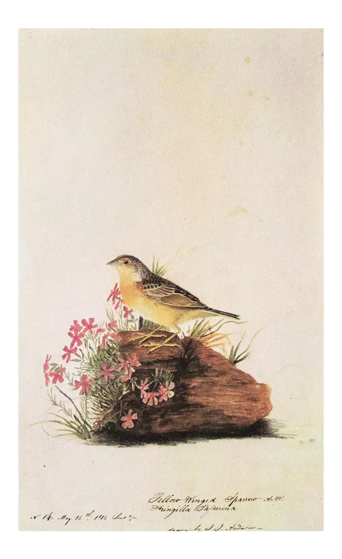1966 Yellow-Winged Sparrow Cottage Print After Audubon | Chairish