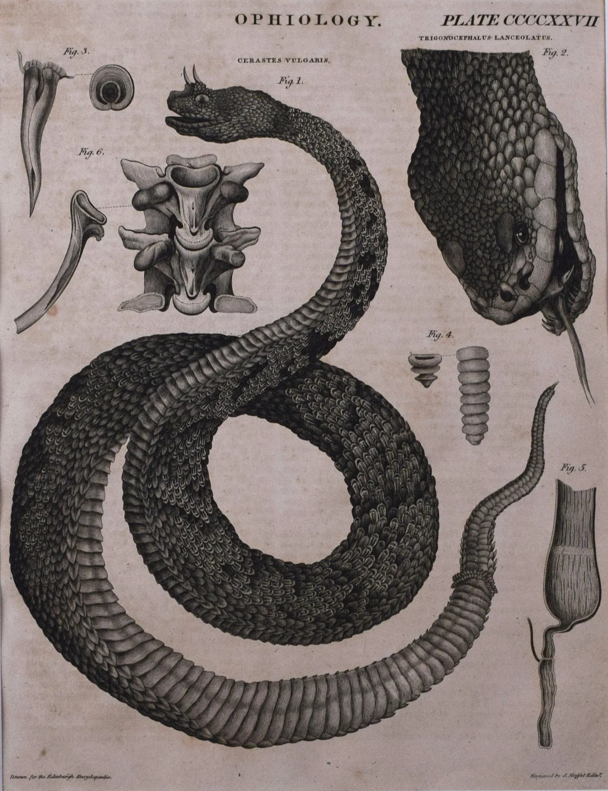 Horned Viper Drawing