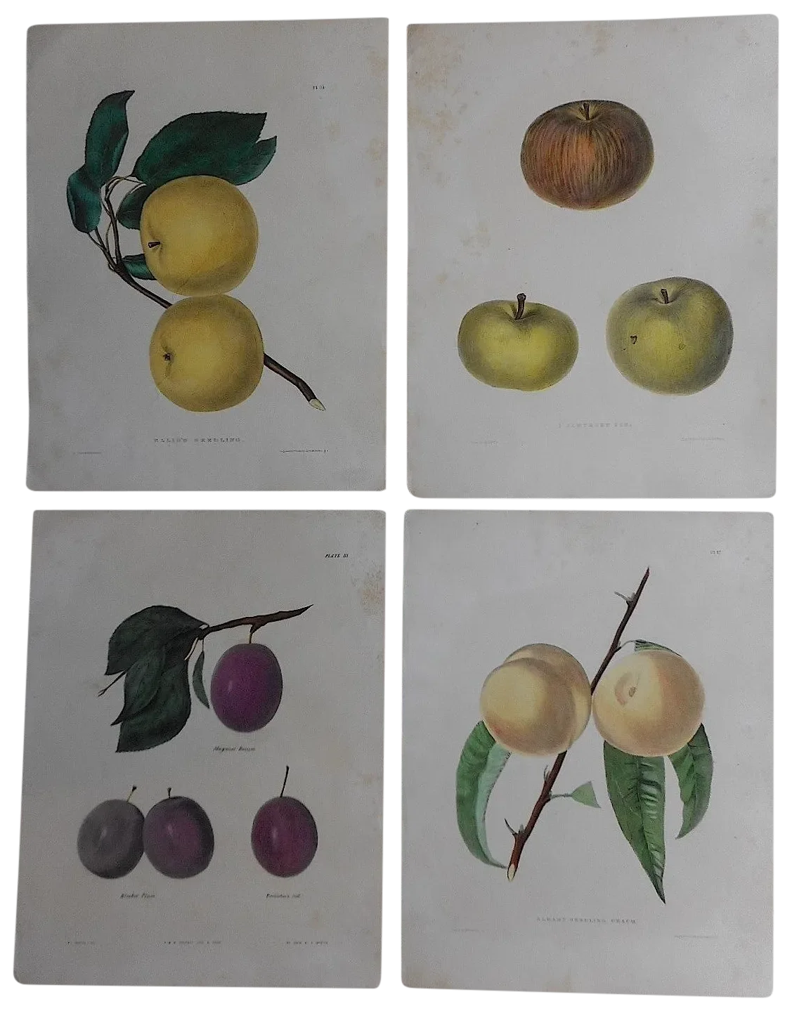 Antique Fruit Lithographs - Set of 4 | Chairish