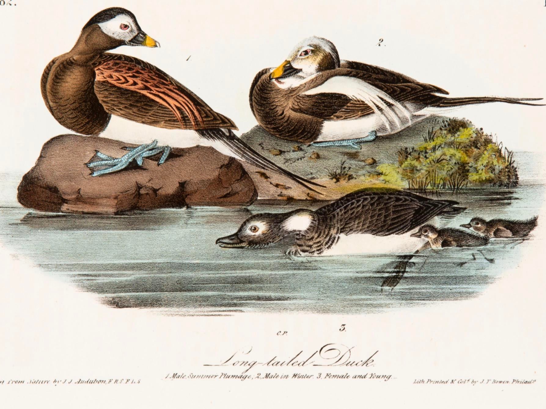 John James Audubon Long Tailed Duck Lithograph | Chairish