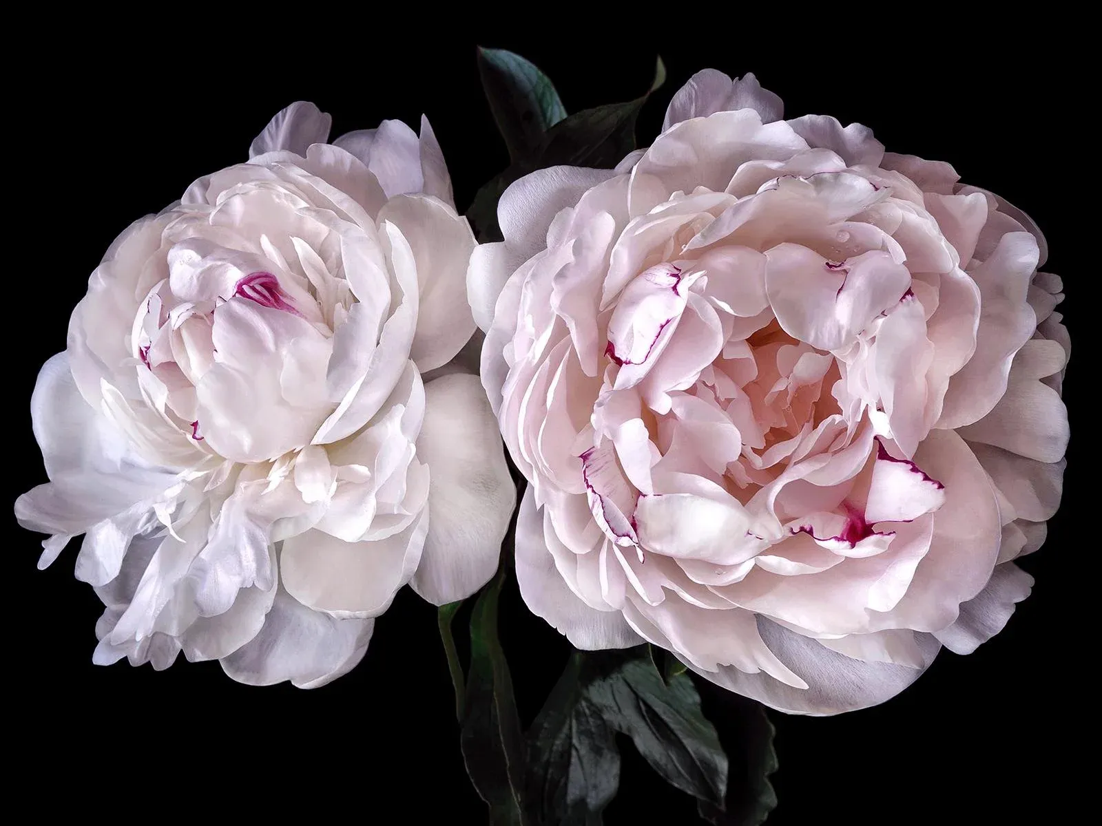 Photographic Botanical Print, “Peony Romance” by Artist Debi Shapiro ...