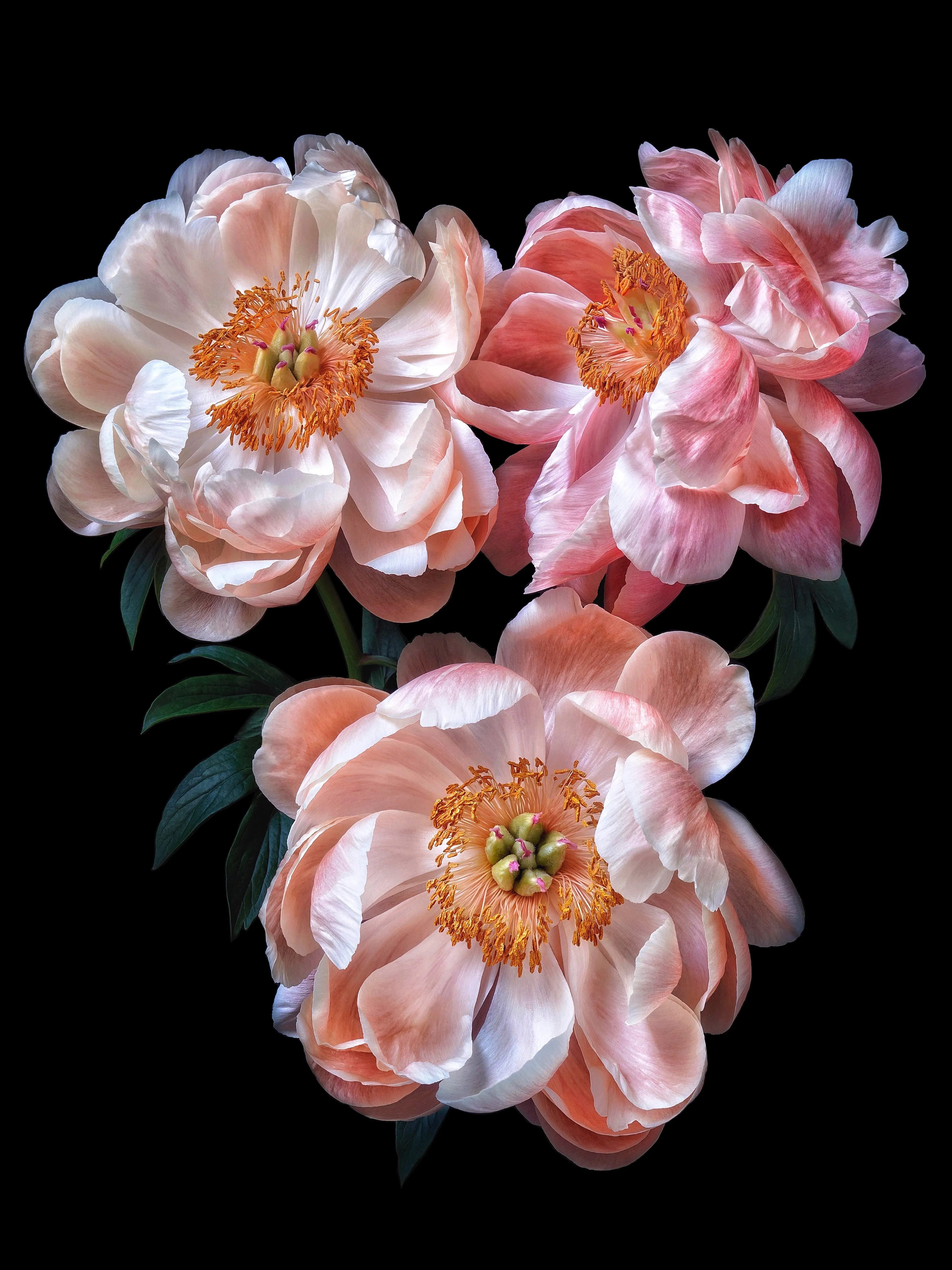 Photographic Botanical Print, “Peony Trio 1” by Artist Debi Shapiro ...