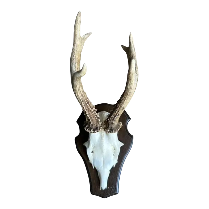 1970s Roe Deer Trophy With Jaw Bone on Back #825 Antlers | Chairish