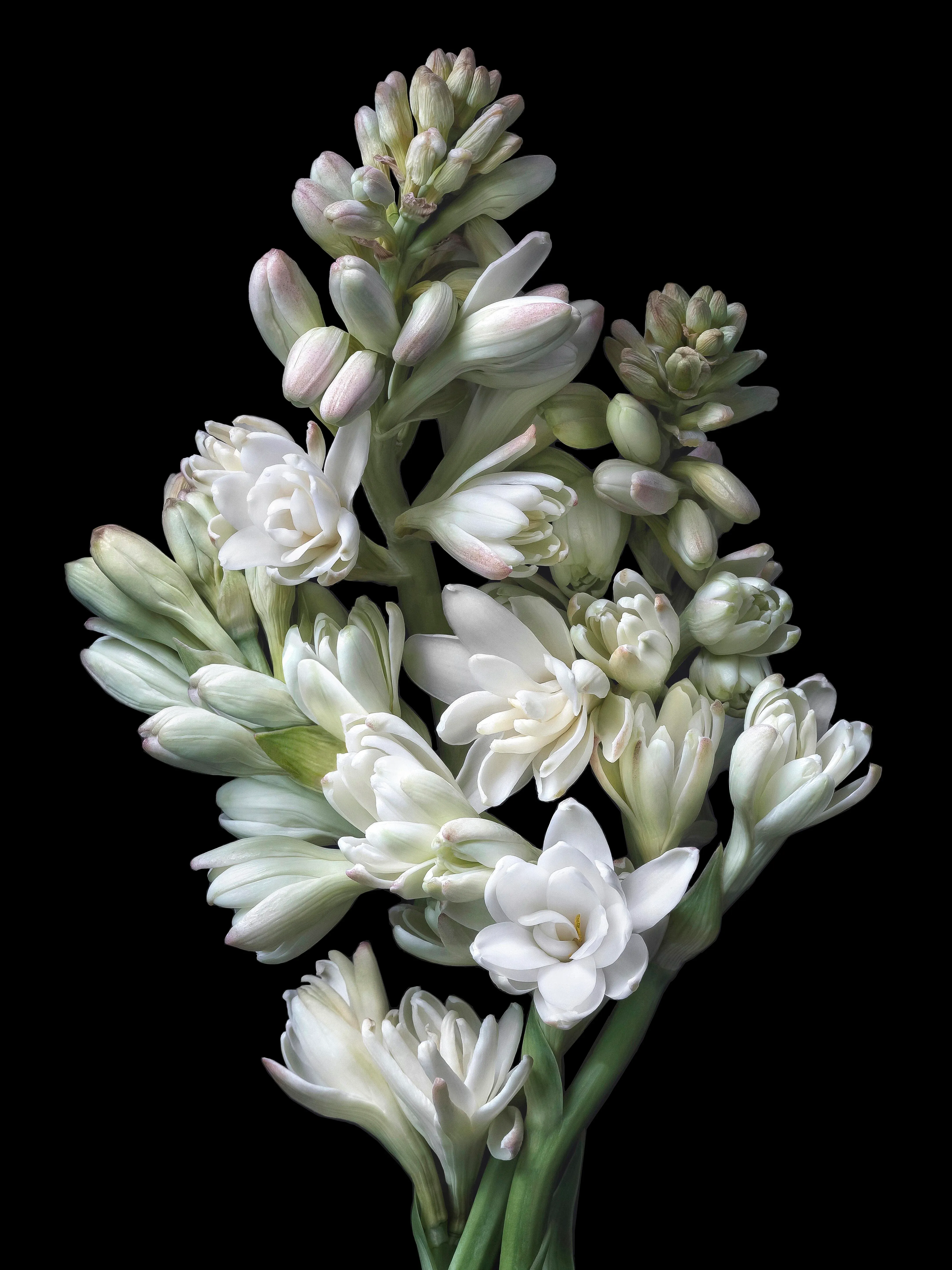 Photographic Botanical Print, “Tuberose” by Artist Debi Shapiro | Chairish