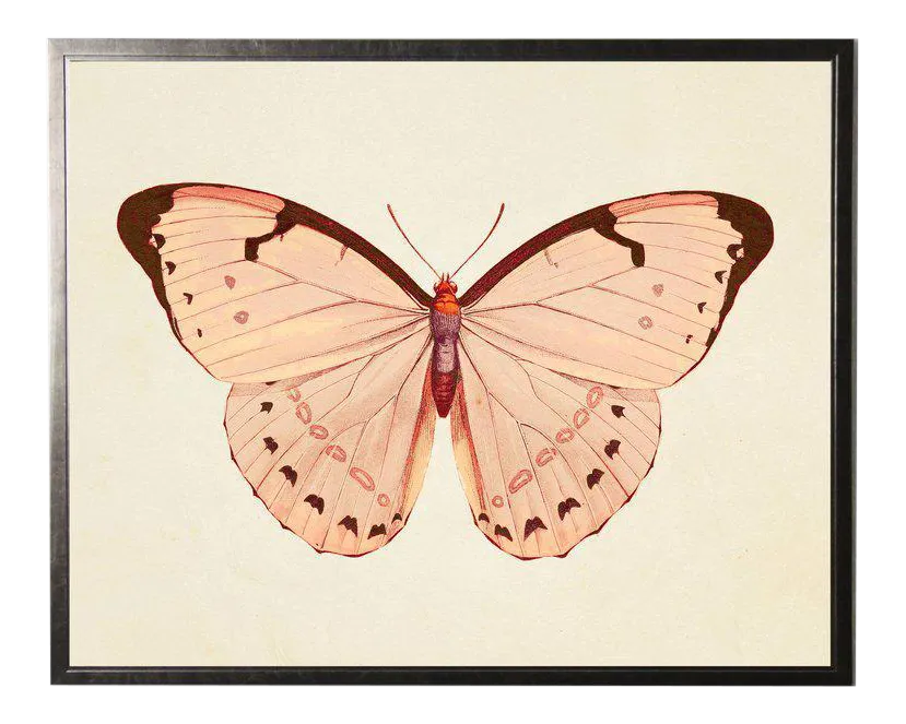 Horizontal Pink Butterfly Print in Pewter Shadowbox | Chairish