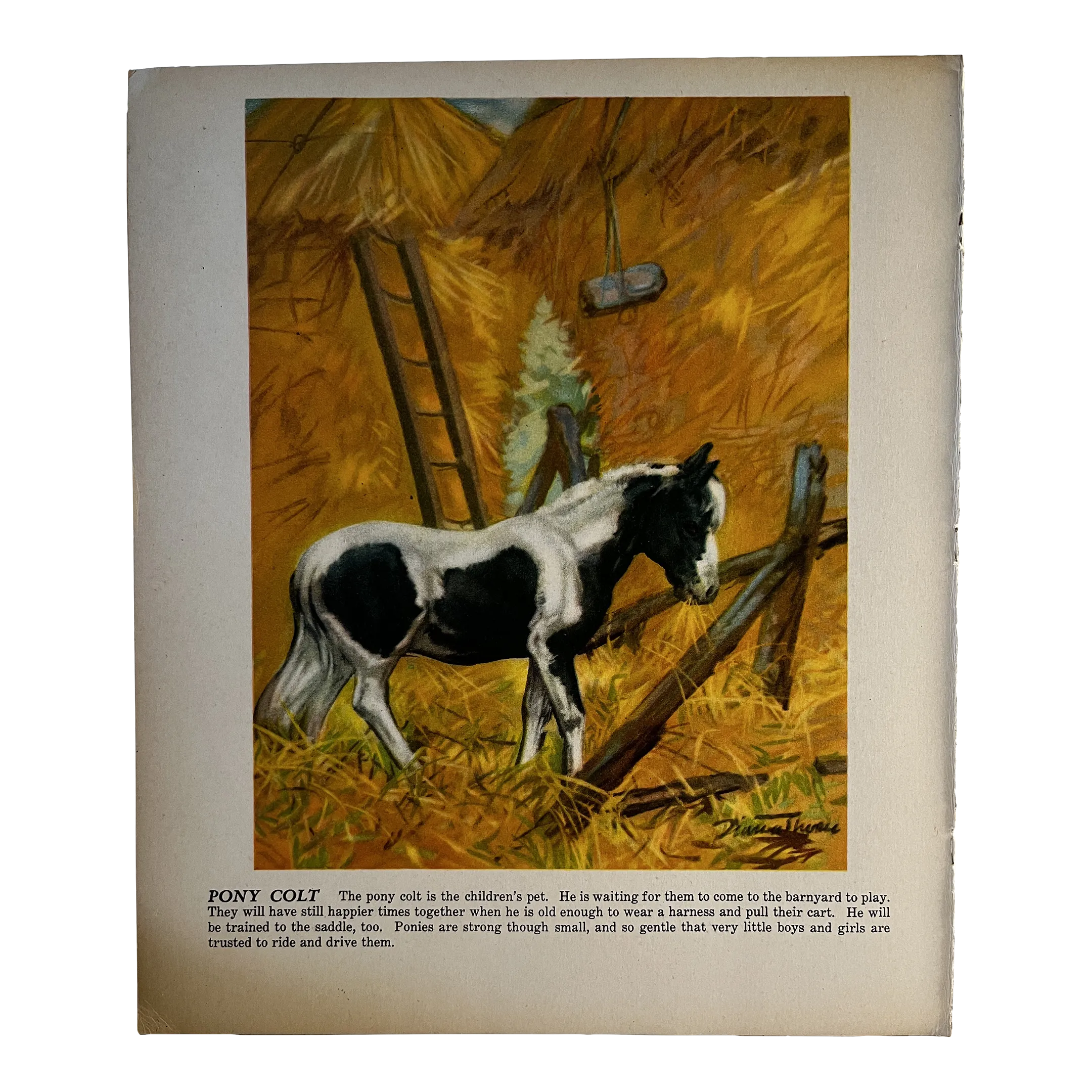 1940s Diana Thorne Pony Colt Illustration Print | Chairish