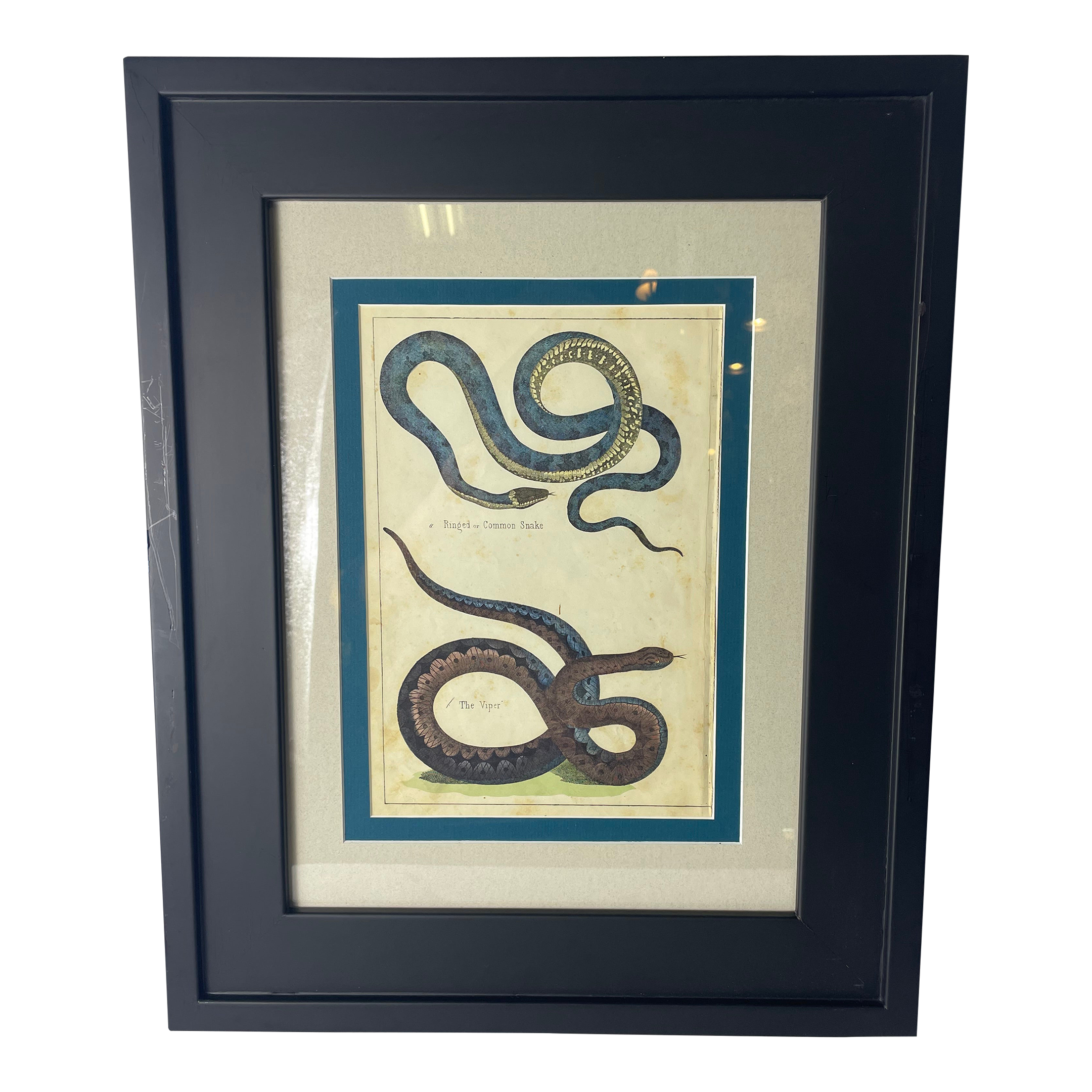 Antique Engraving 19th Century of Snakes by Jacob Ferdinand Schreiber ...