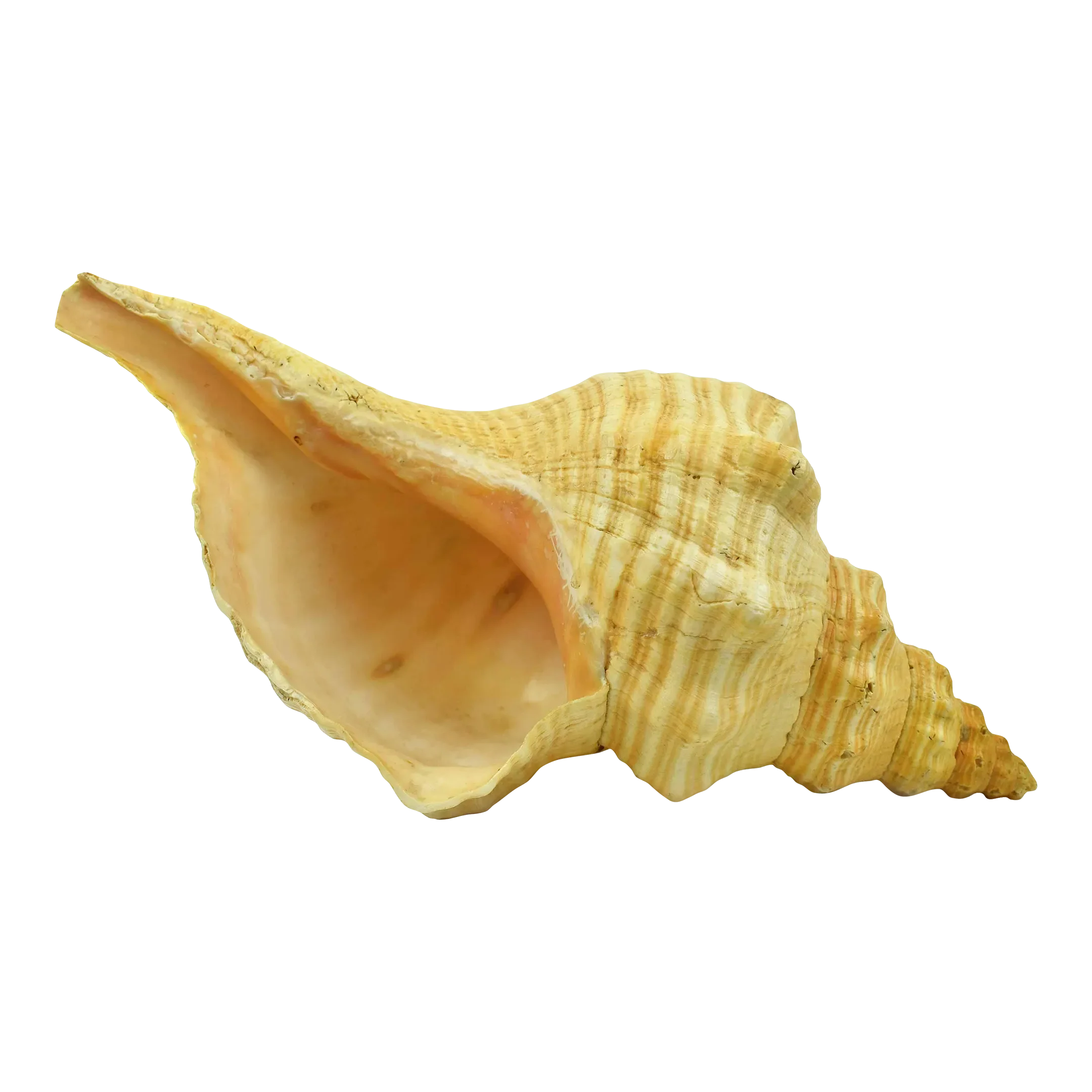 Mid 20th Century Vintage Large Natural Horse Conch Shell Nautical ...