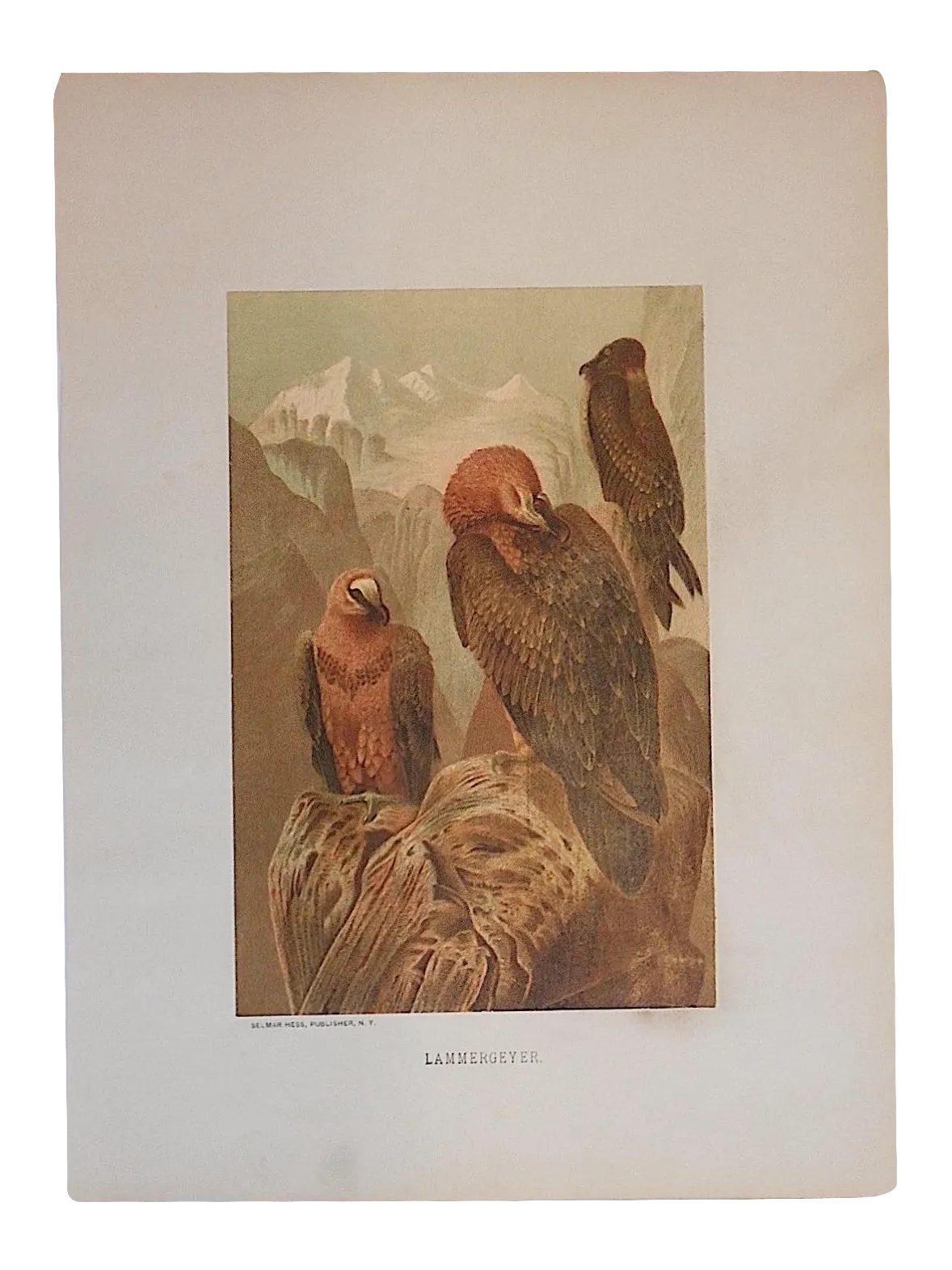 Antique Eagles Lithograph | Chairish