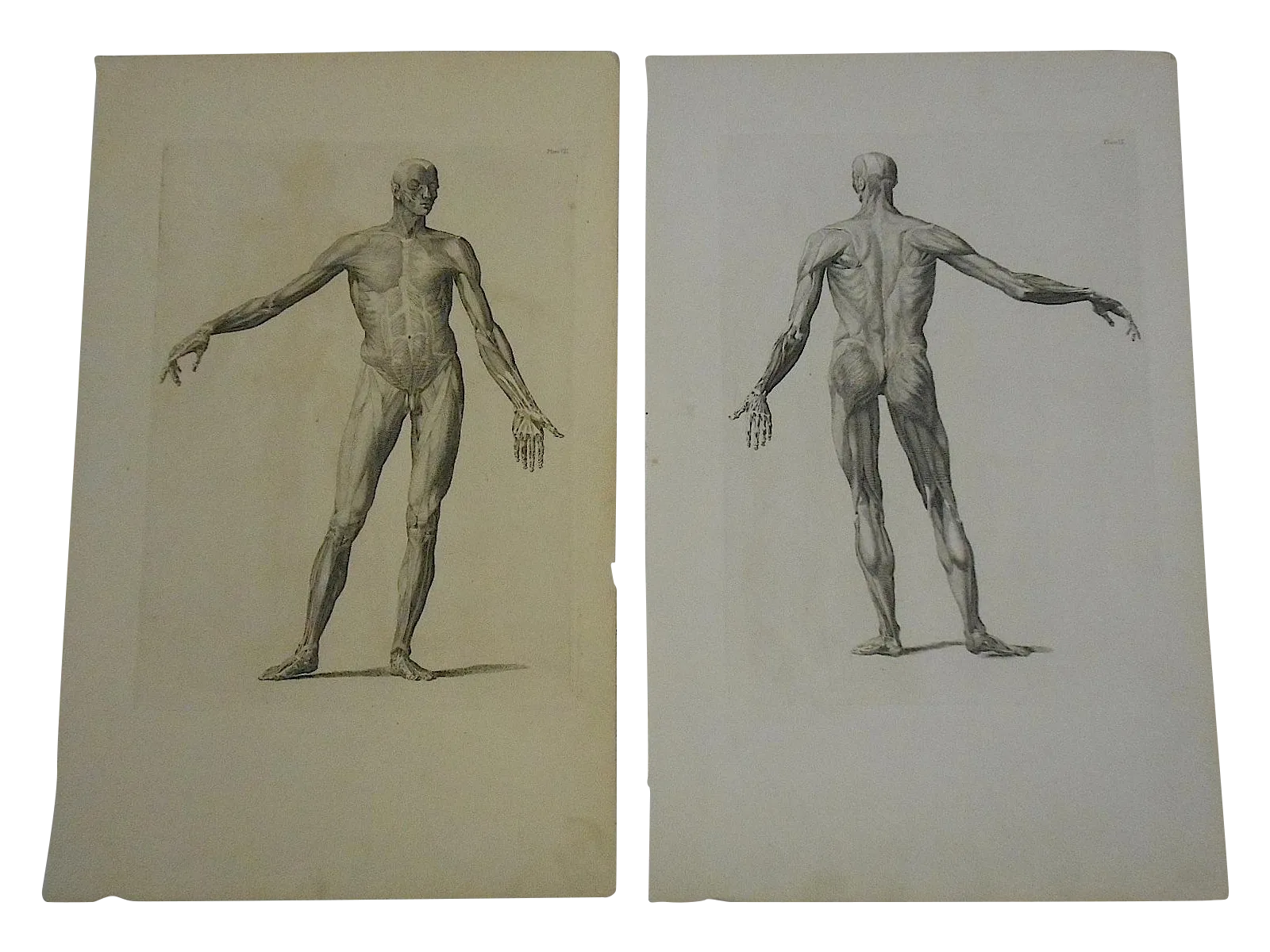 Antique Anatomy Engravings A Pair Chairish