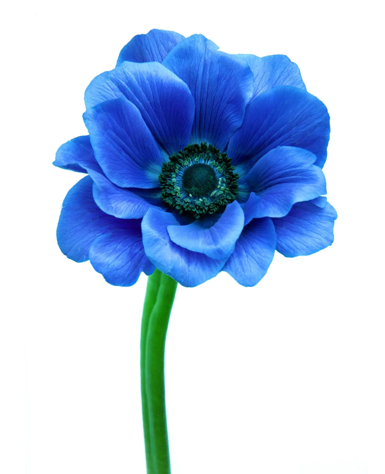 "Botanical 33" Contemporary Floral Photograph | Chairish