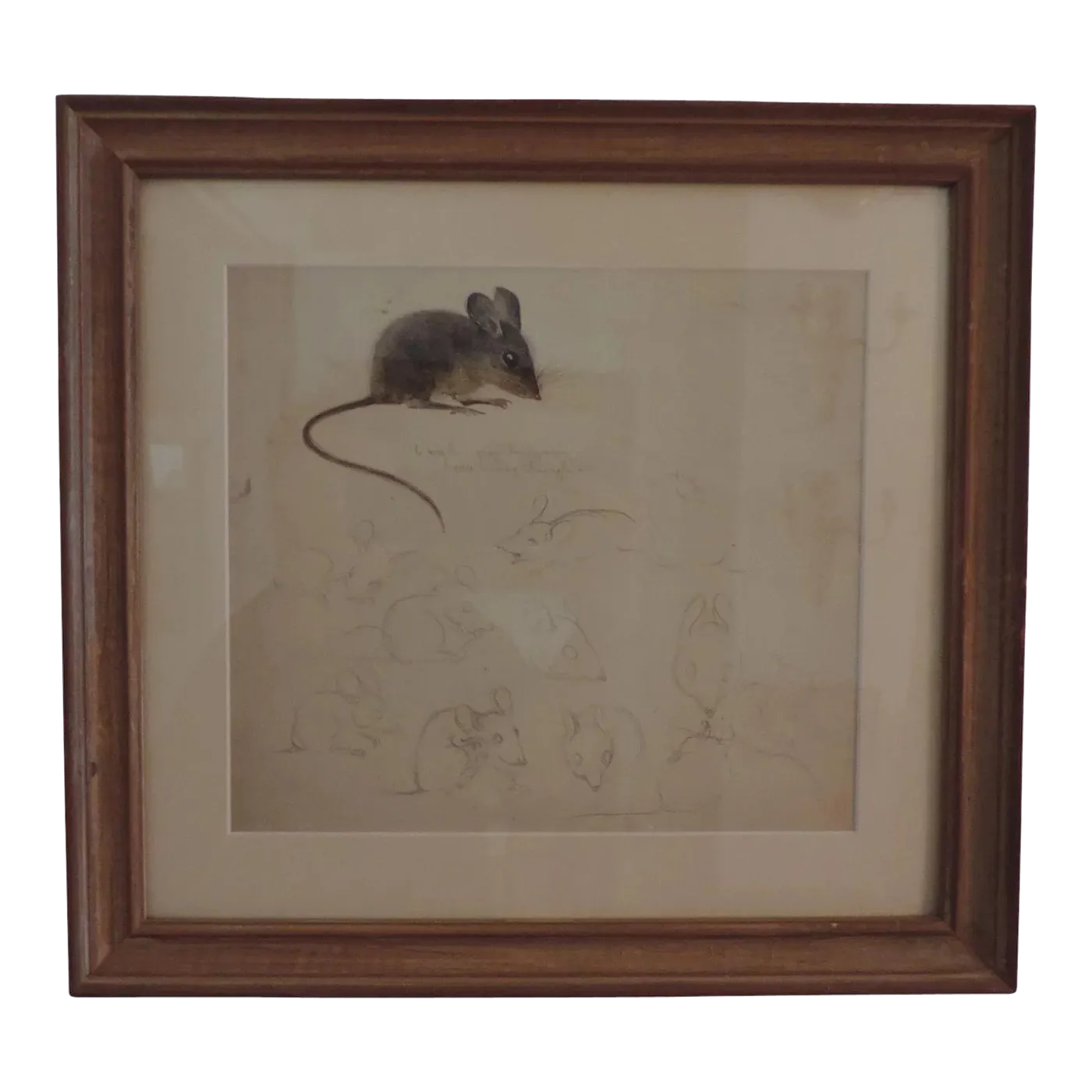 Pencil Drawing & Watercolor Painting of Mice by Stephen Voorhies Study ...