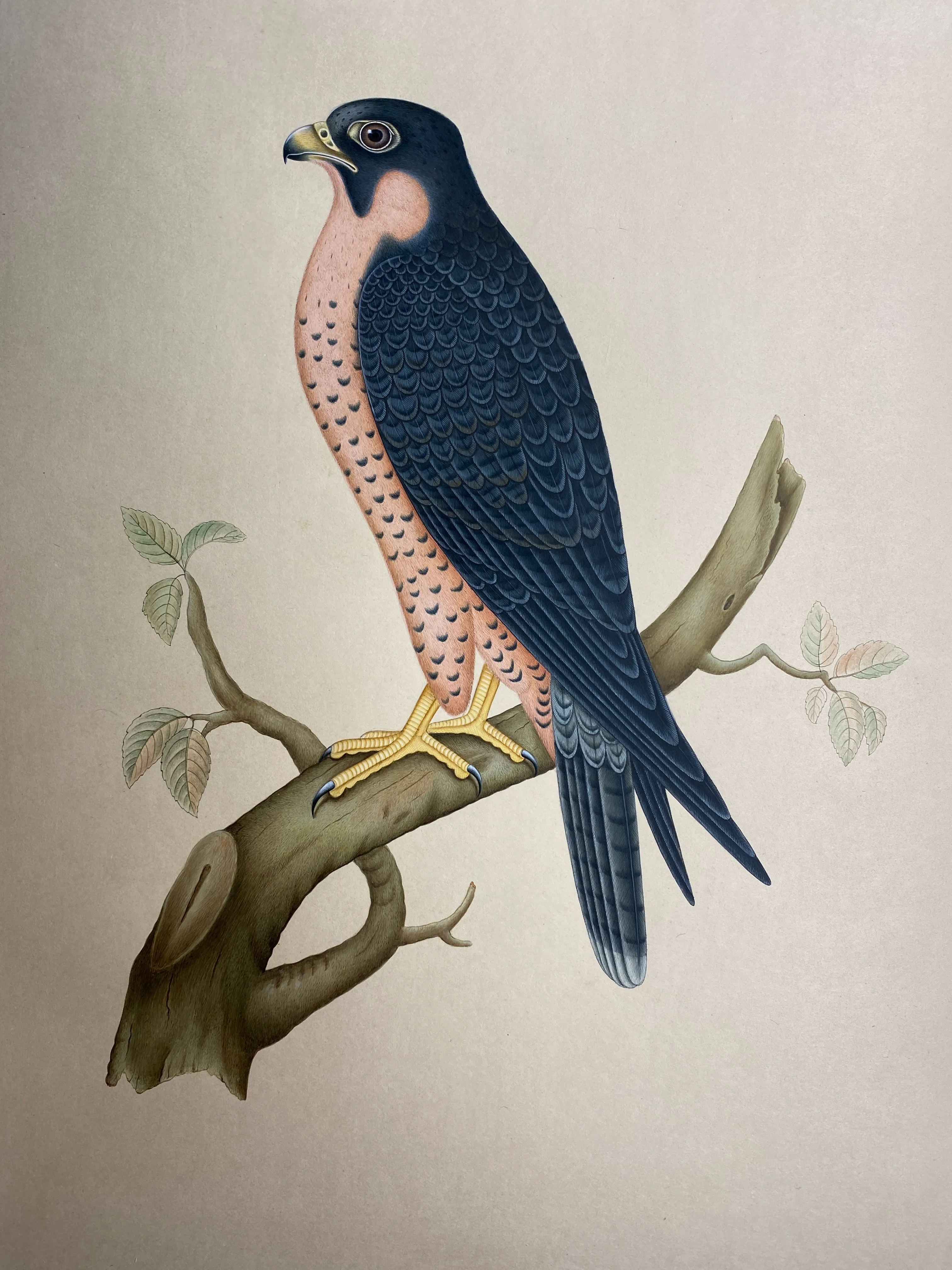 Folcon Miniature Painting on Paper , Original Hawk Artwork | Chairish