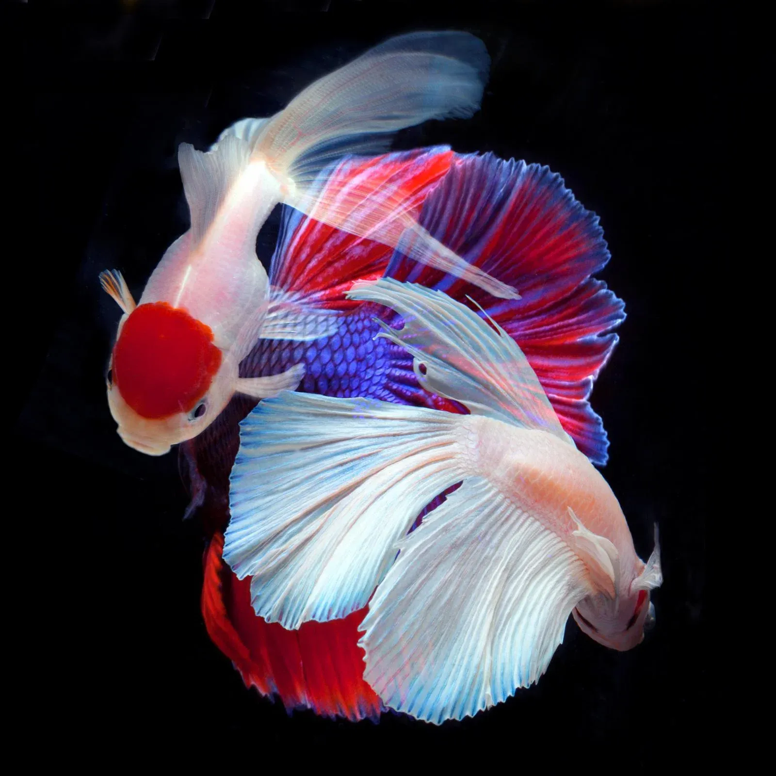 "Betta Collage 53" Contemporary Photograph of a Fish | Chairish
