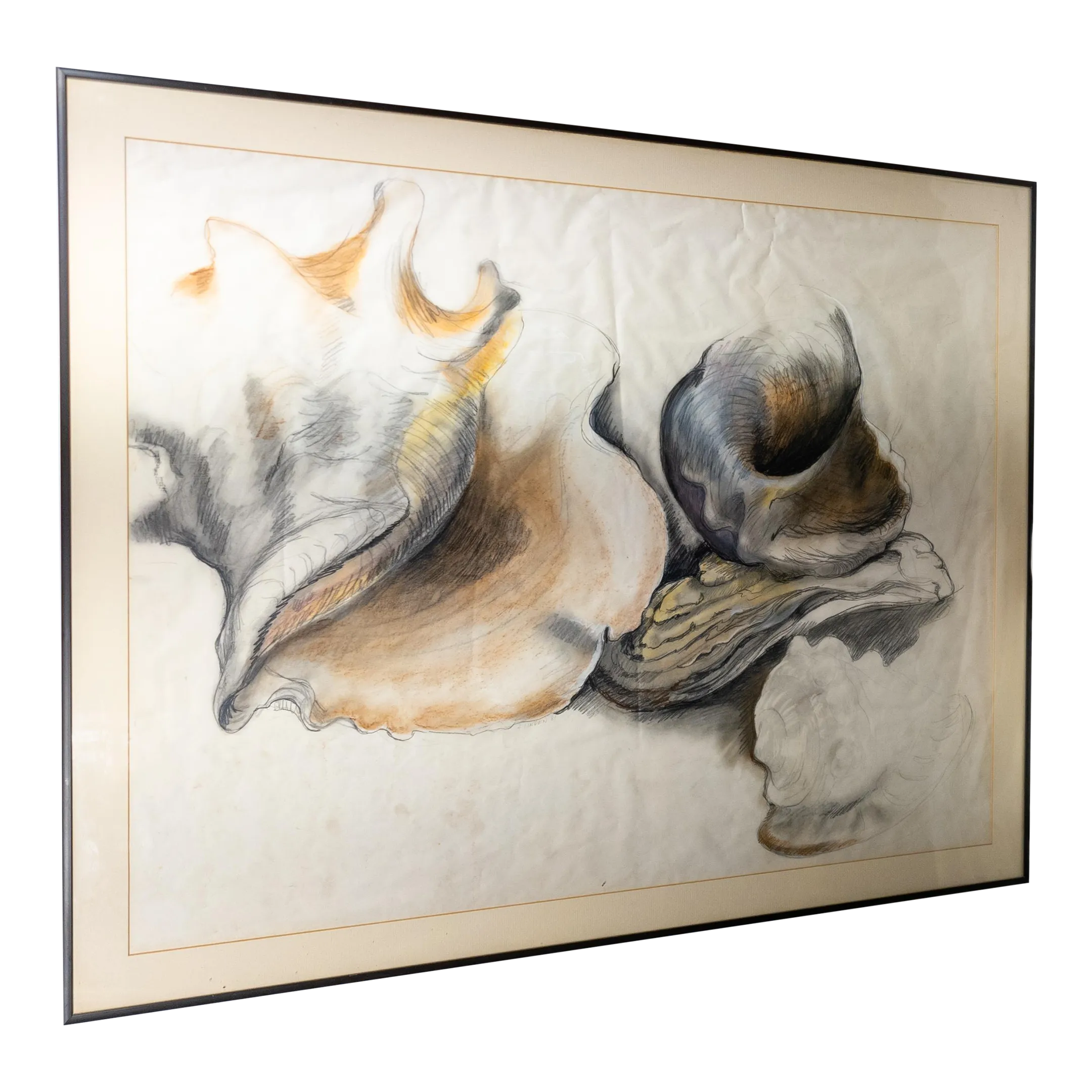 Pencil Drawings Of Seashells