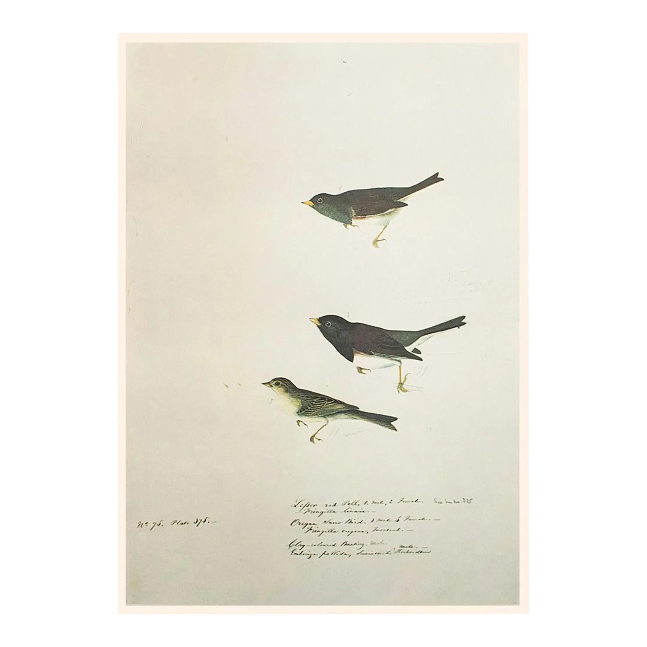 Oregon Snow Finch, Lazuli Finch and Clay-Coloured Bunting After Audubon ...