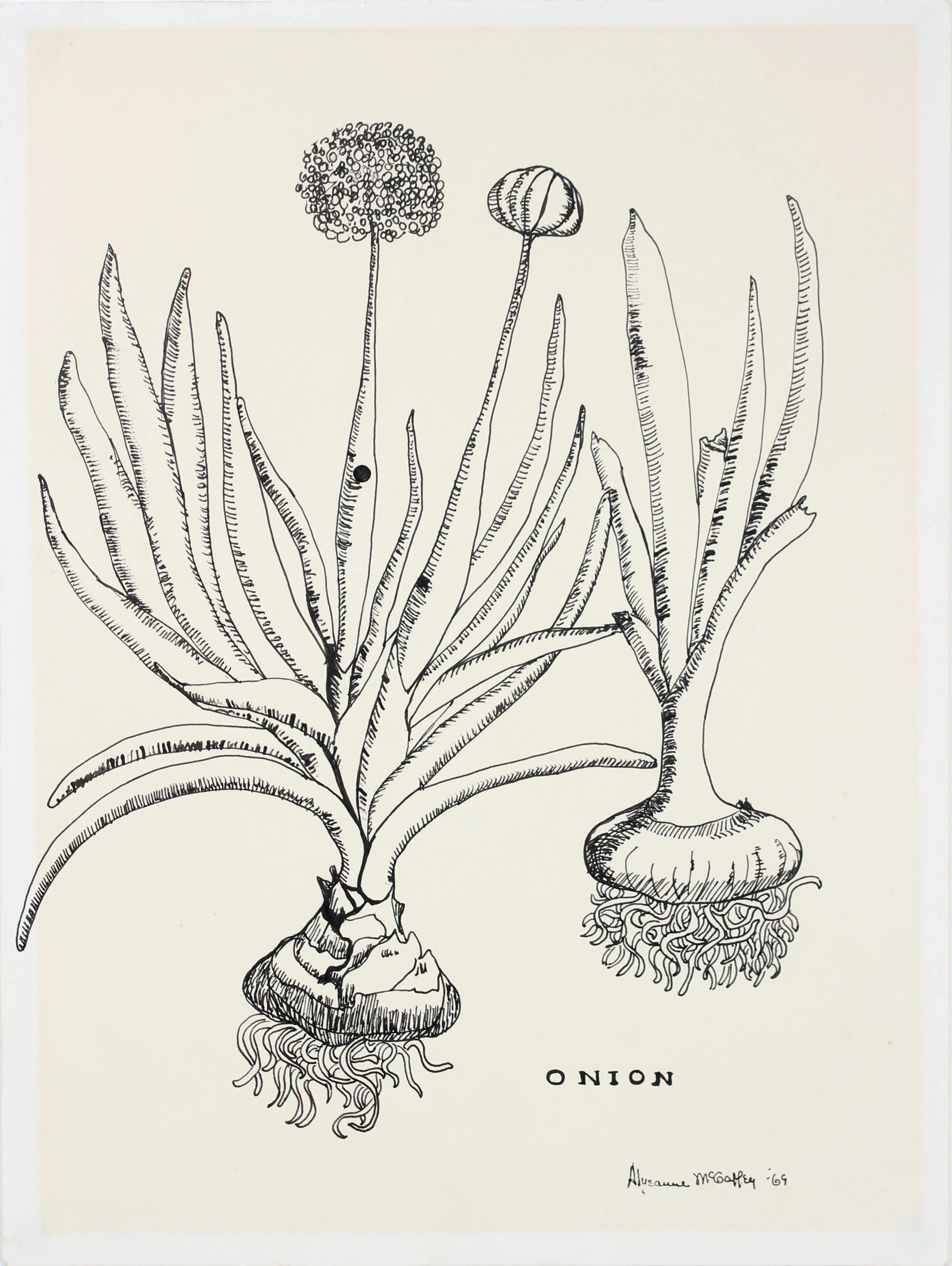 Onion Botanical Drawing