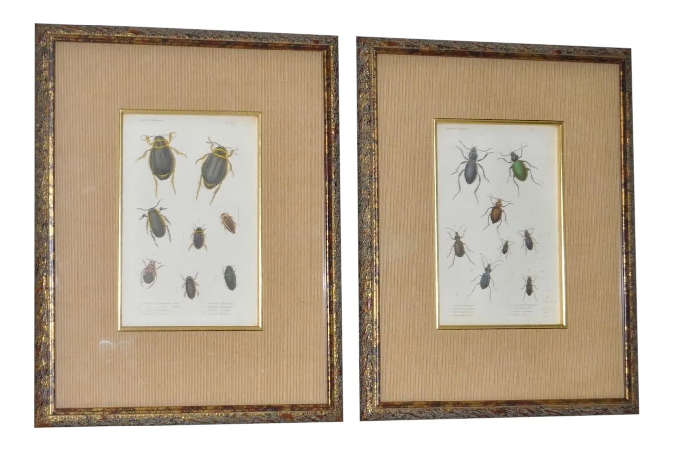 Pair of 19th Century Hand Colored Insect Plates | Chairish