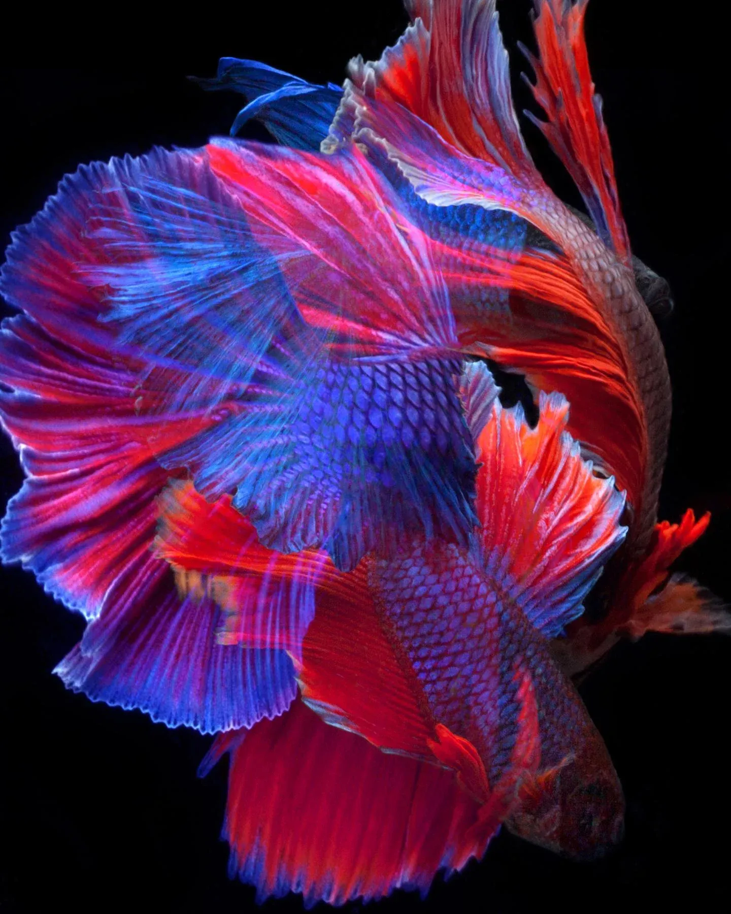 "Betta Collage 54" Contemporary Photograph of a Fish | Chairish
