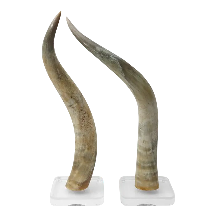 Large-Scale Pair of Steer Horns Mounted on Lucite | Chairish