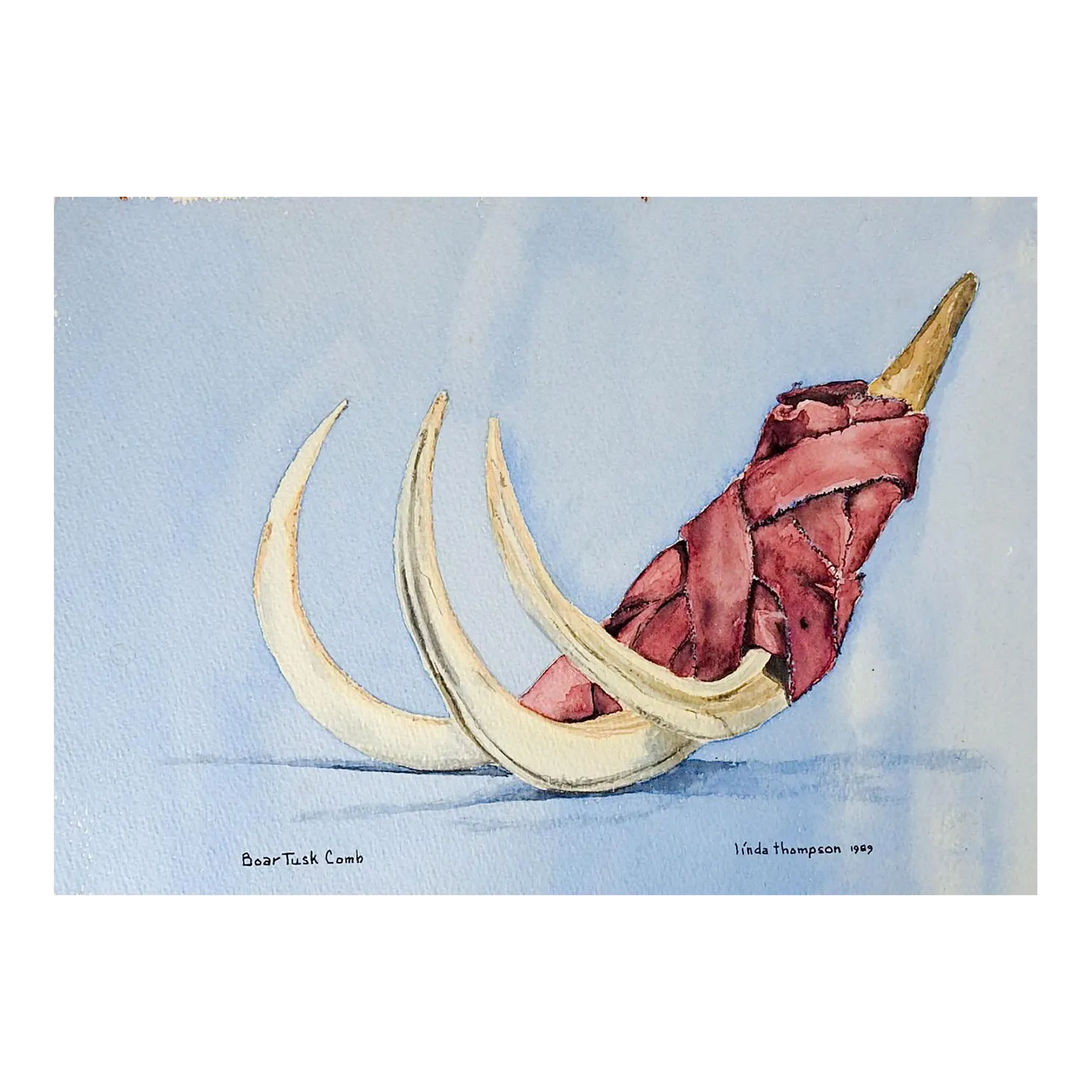 Vintage Primative Boar Tusk Comb Watercolor Painting | Chairish