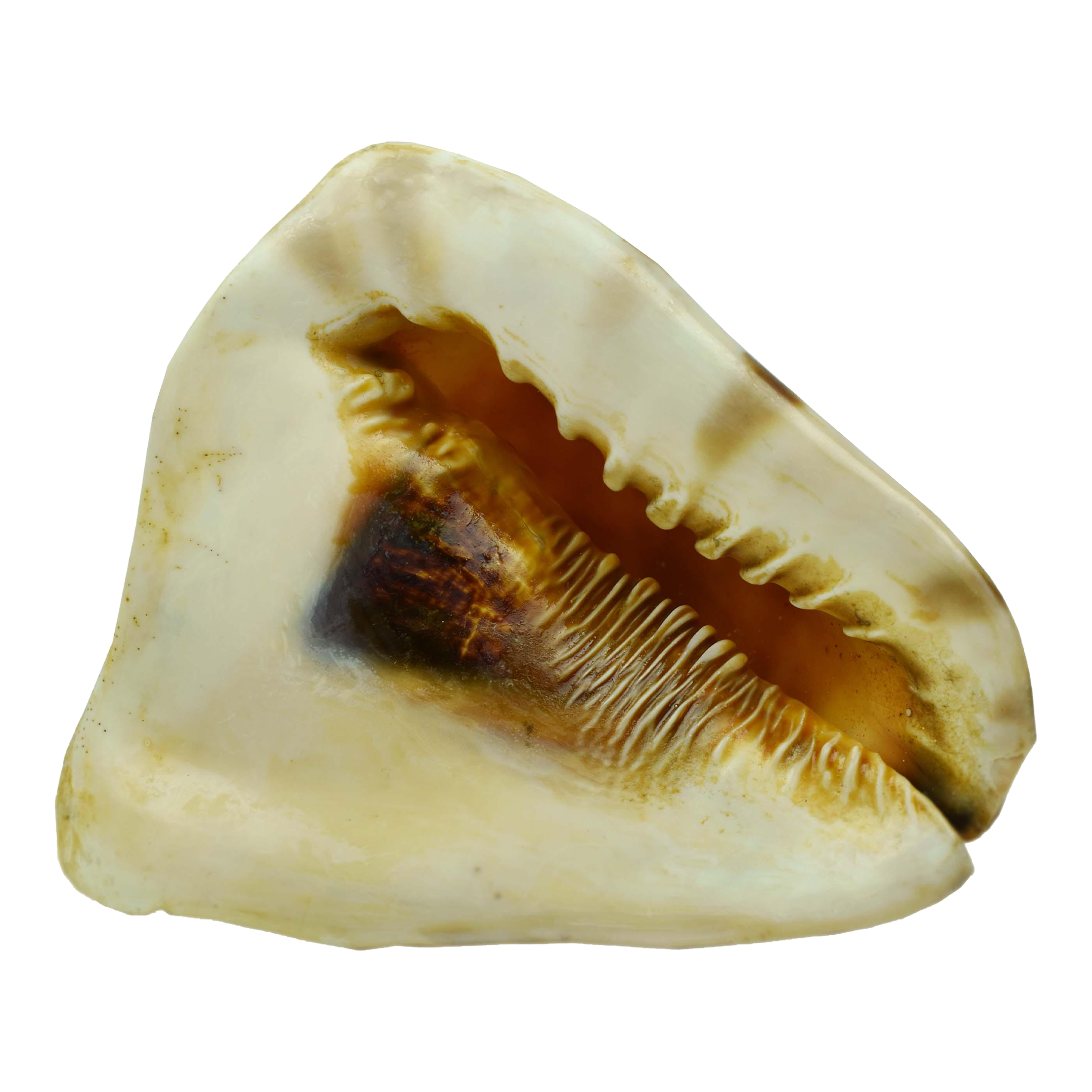 Mid 20th Century Natural King Helmet Conch Seashell Shell | Chairish