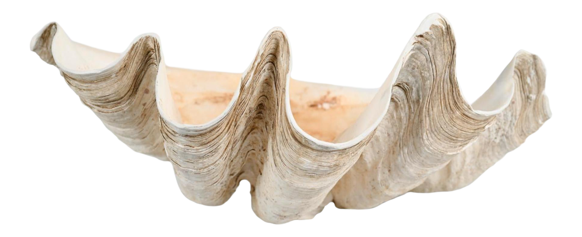 Large Natural Clam Shell | Chairish