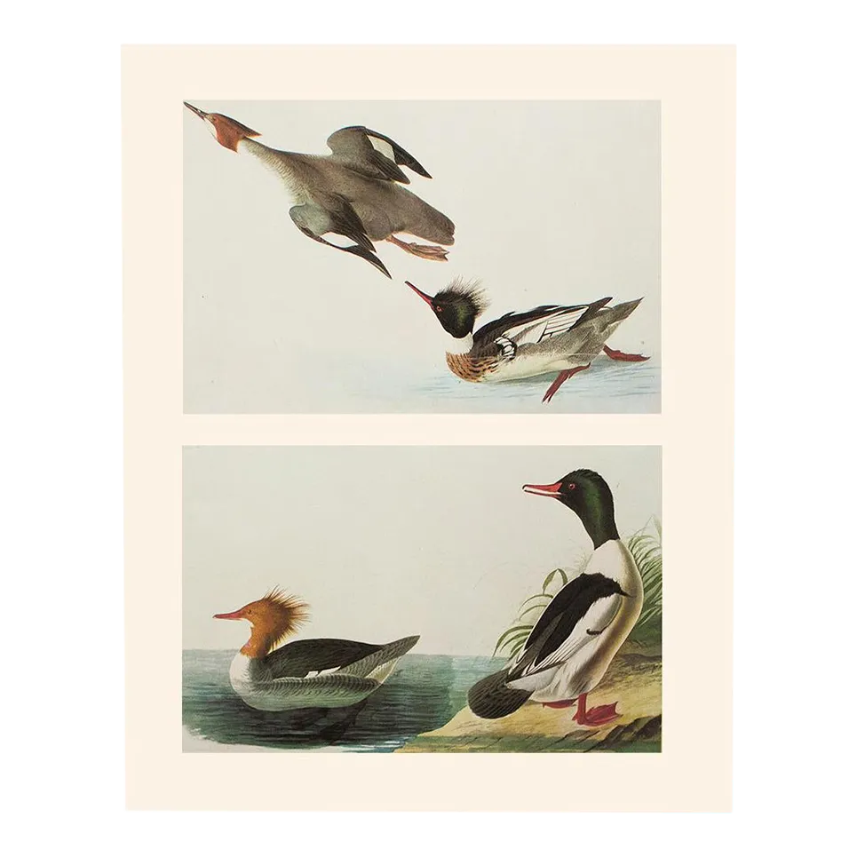 Red-Breasted Merganser and Goosander After Audubon, 1966 Cottage Print ...