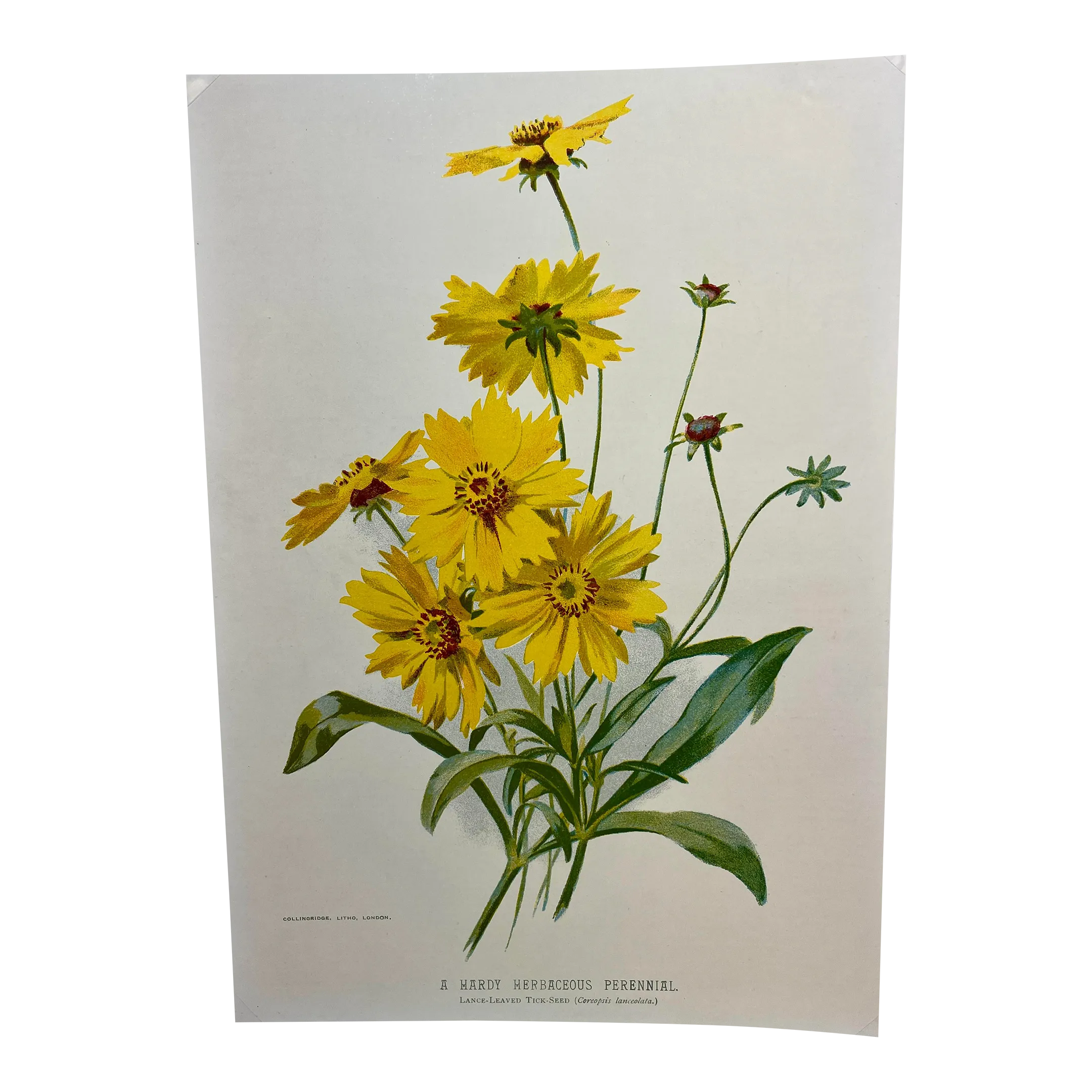 Antique Botanical Print From England Showcasing Bright Yellow Lance ...