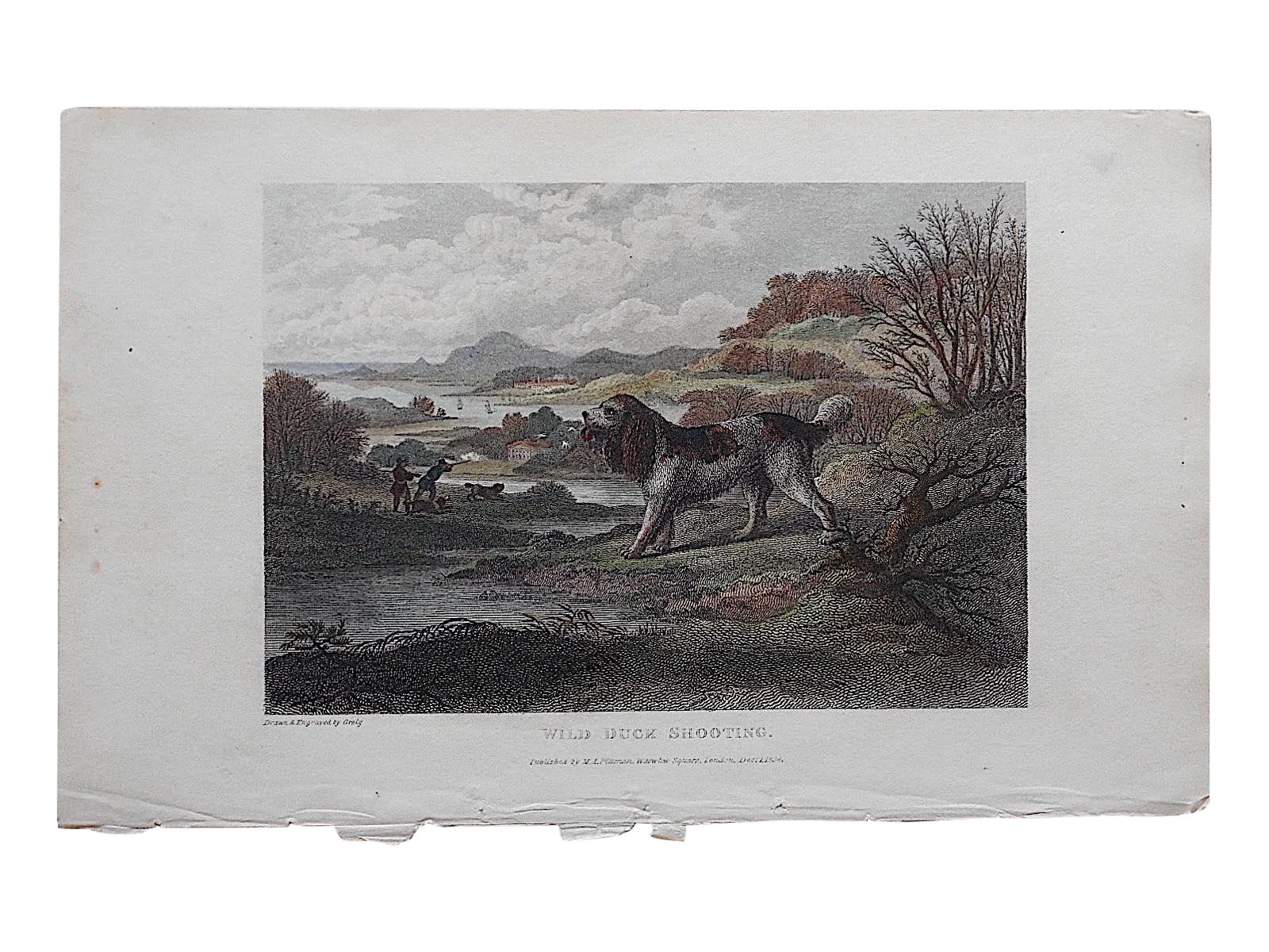 Antique Dog Engraving - Spaniel | Chairish