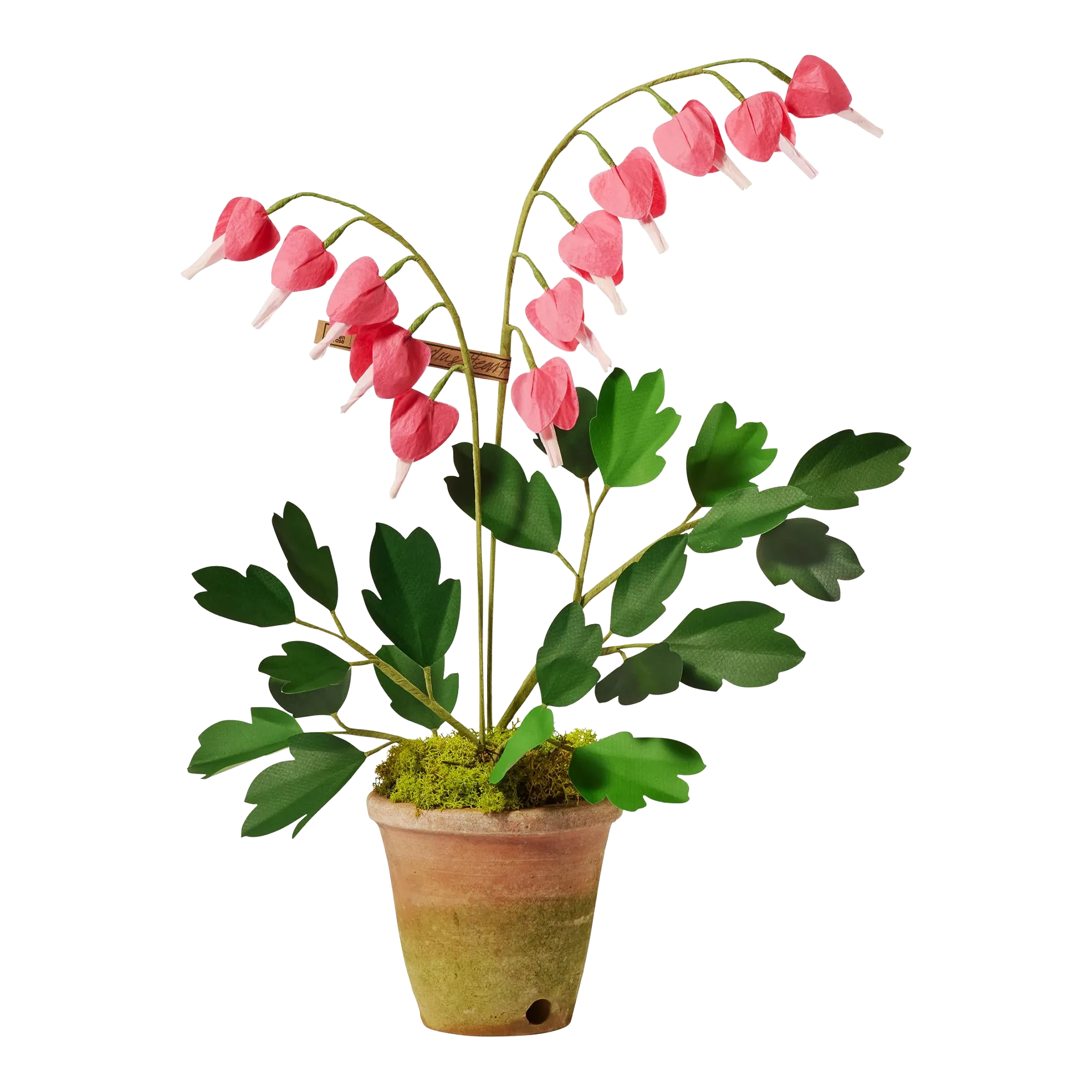 The Green Vase Bleeding Heart Plant | Chairish