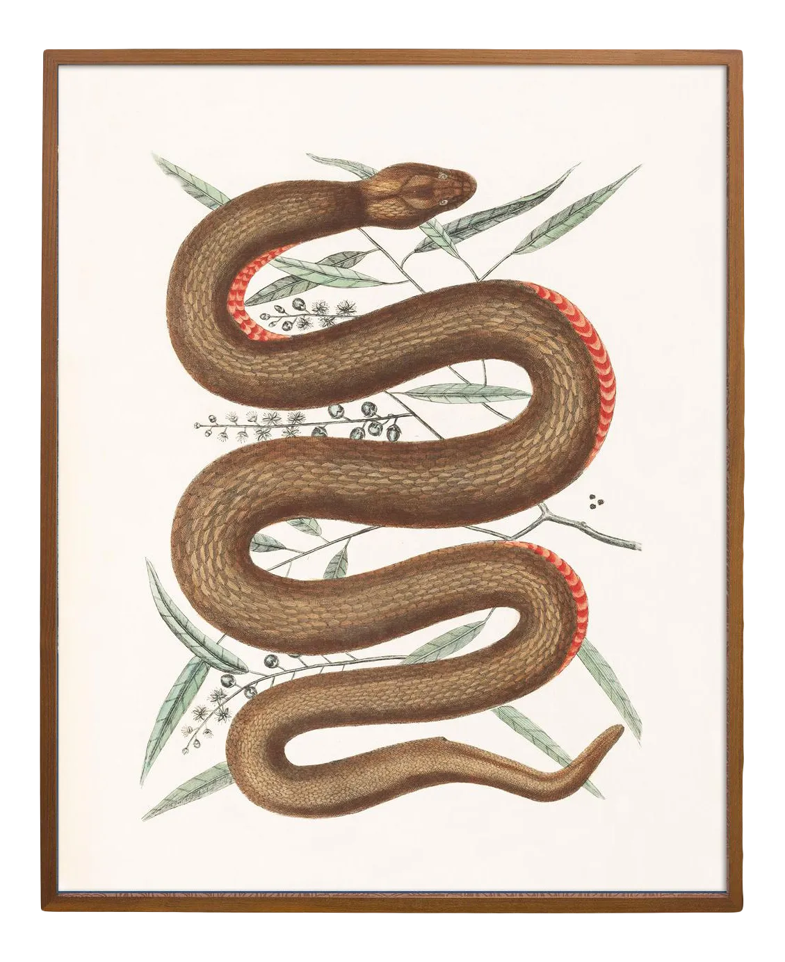 Reproduction Vintage Woodland Snake Print - 16 X 20 | Chairish