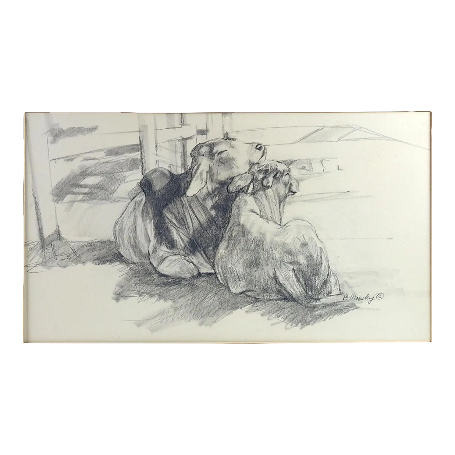 Contemporary Brigitte Woosley Brahman Cattle Pencil Study Drawing ...