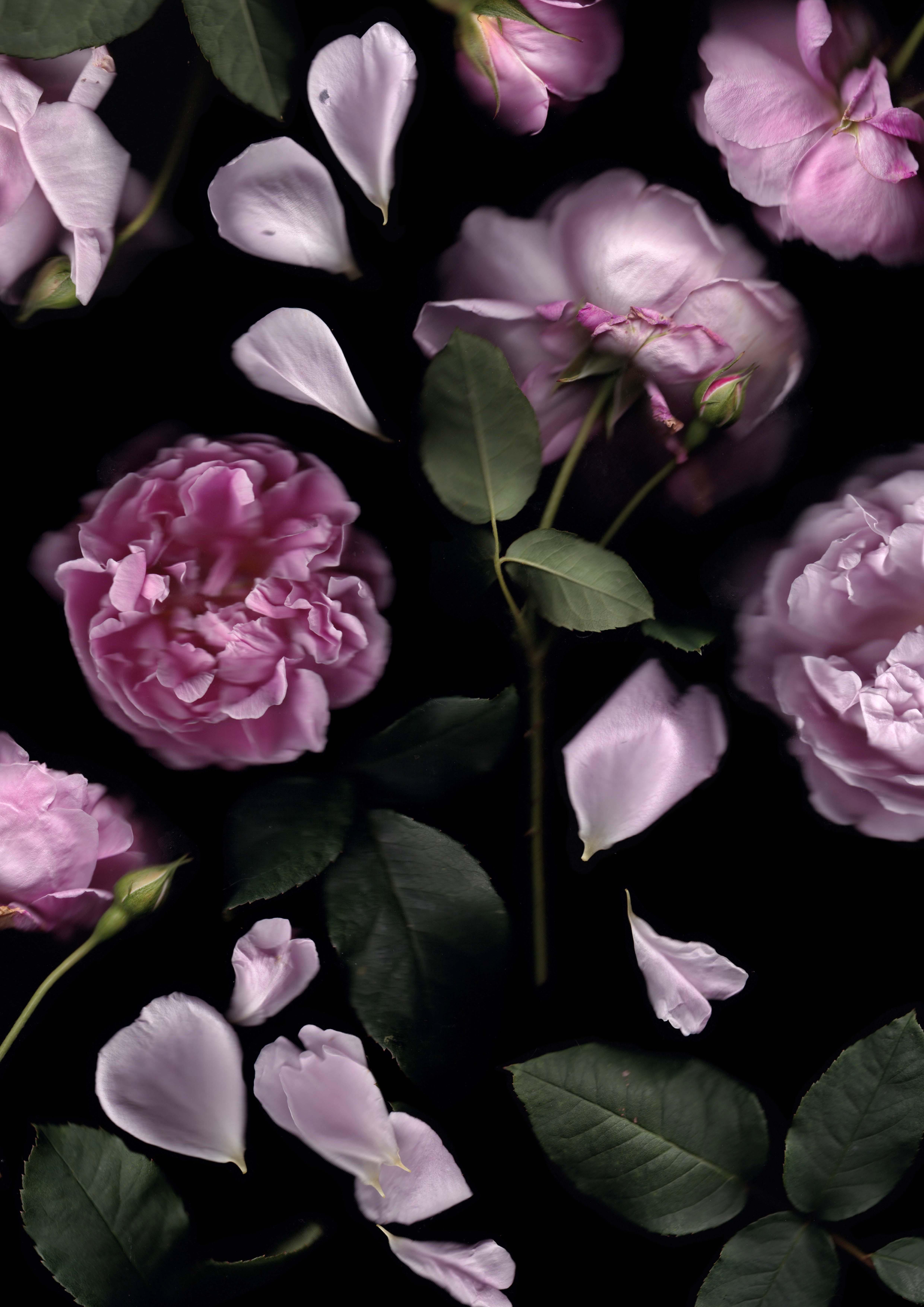 Rosa 'Cottage Rose' - Flower Photography by Francesca Wilkinson | Chairish