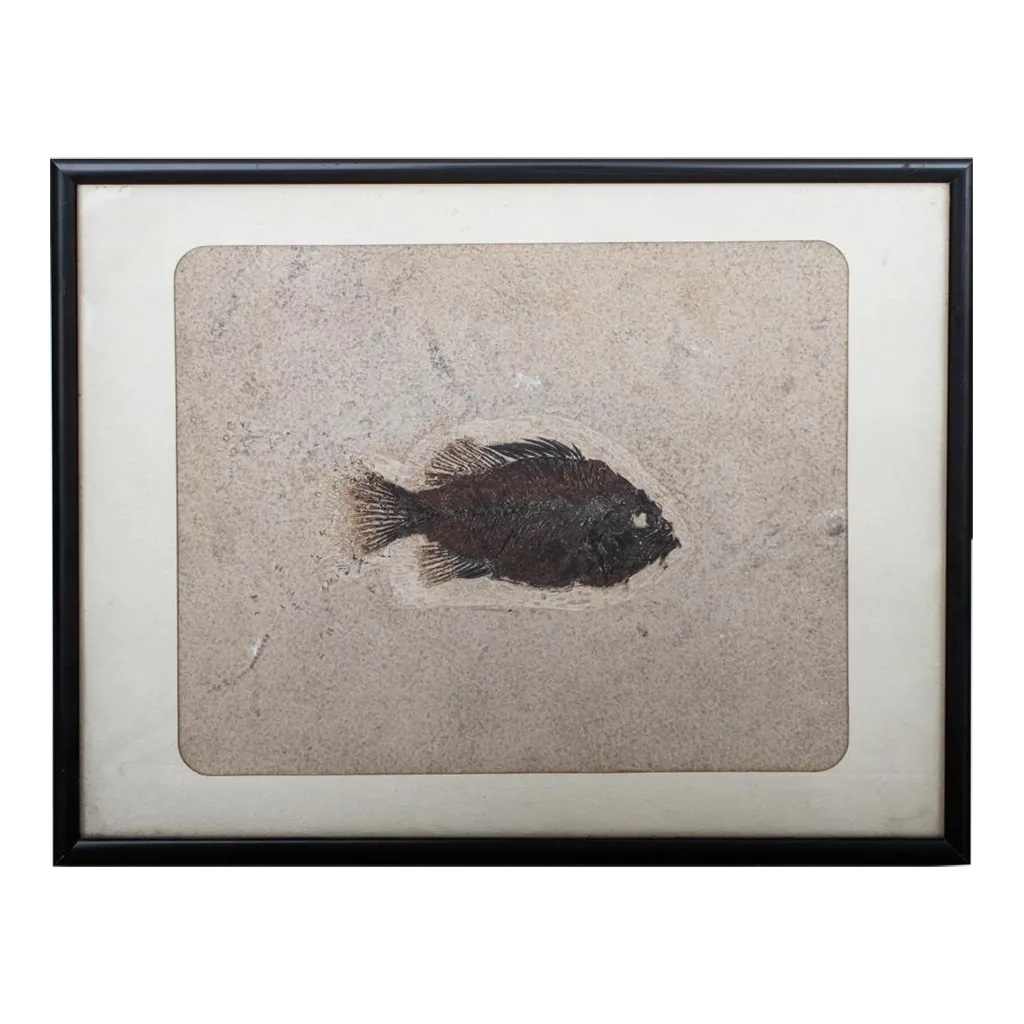 Prehistoric Fish Fossil "Priscacara Serrata" | Chairish