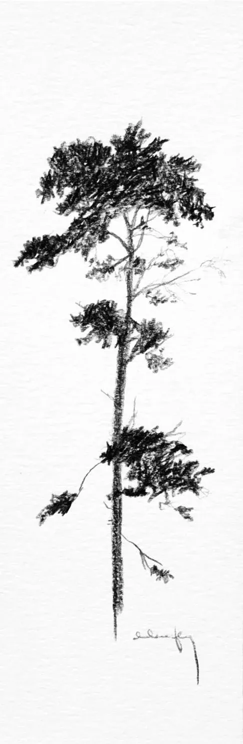 "Print Collection: Tree Study" Contemporary Original Black and White ...