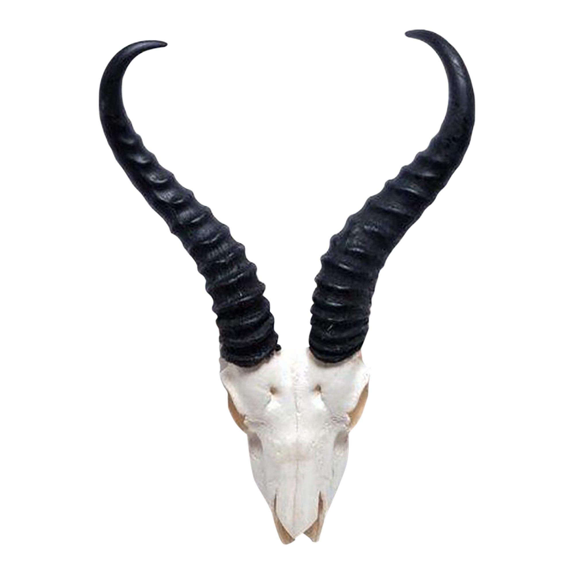 African Springbok Horn, Full Skull | Chairish