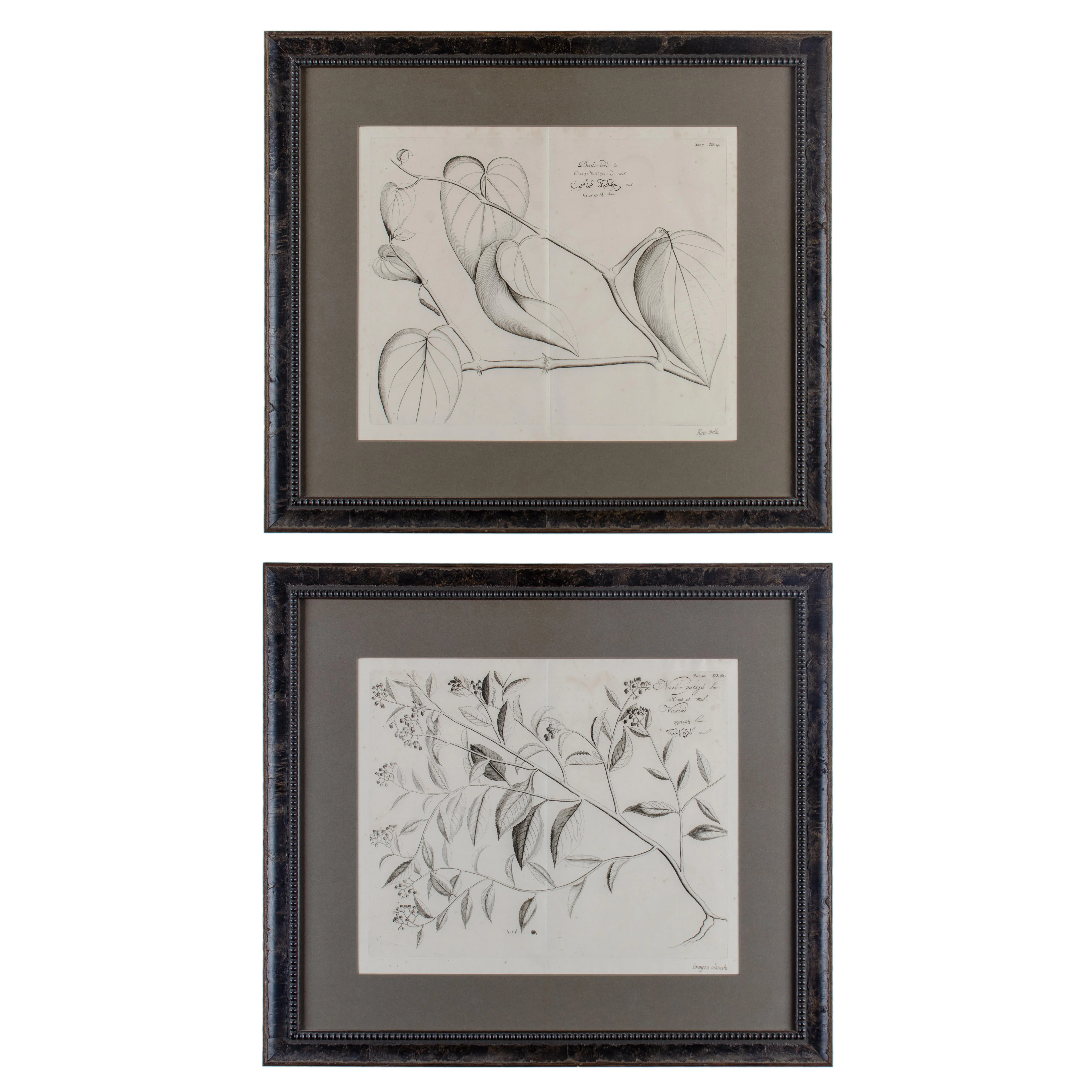 Hendrik Van Rheede Botanical Engravings, 17th Century - a Pair | Chairish