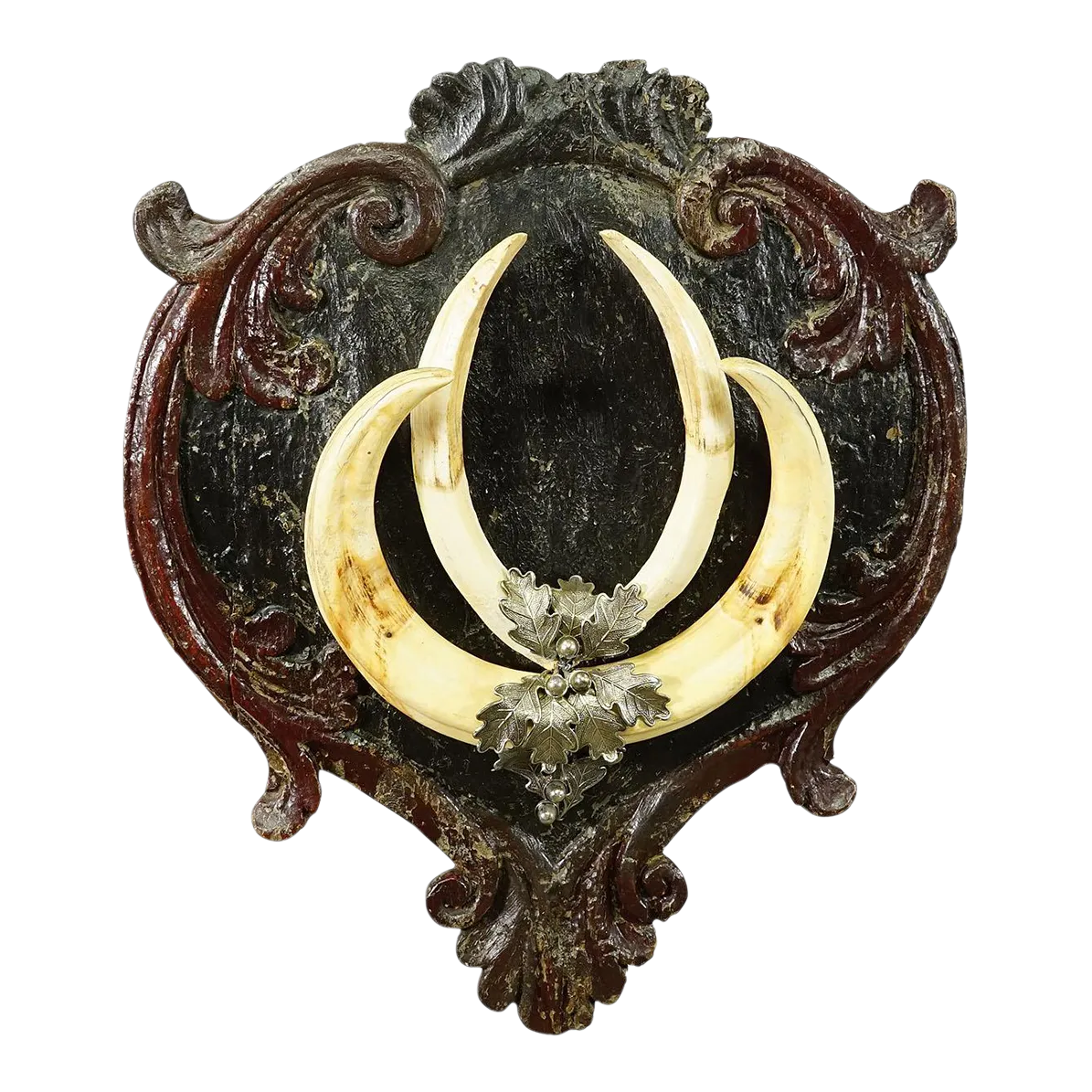 Large Antique Wild Boar Teeth Trophy on Wooden Plaque, Germany 1900s ...