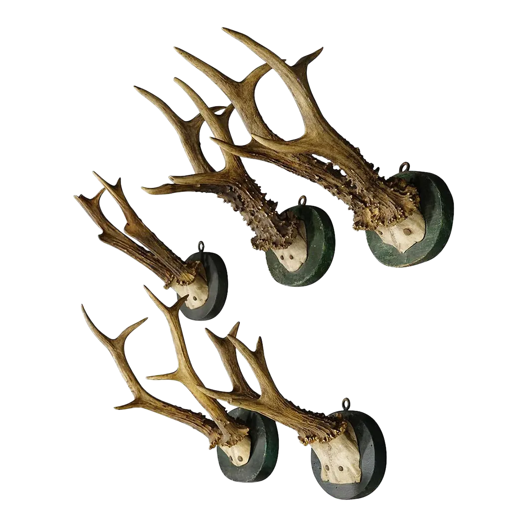 1880s Black Forest Deer Trophy Set on Wooden Plaques | Chairish